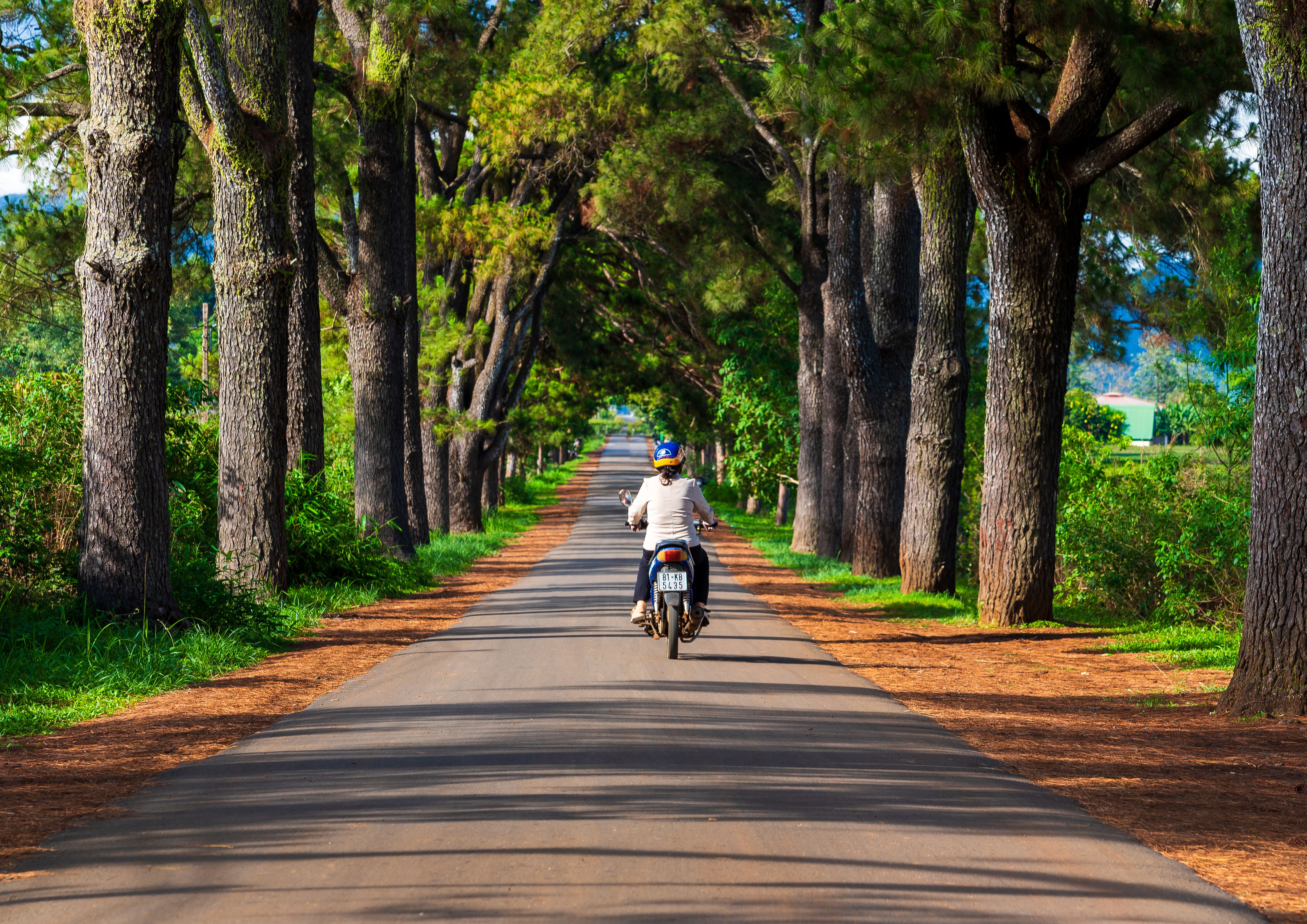Colonial Trees Photos, Download The BEST Free Colonial Trees Stock ...