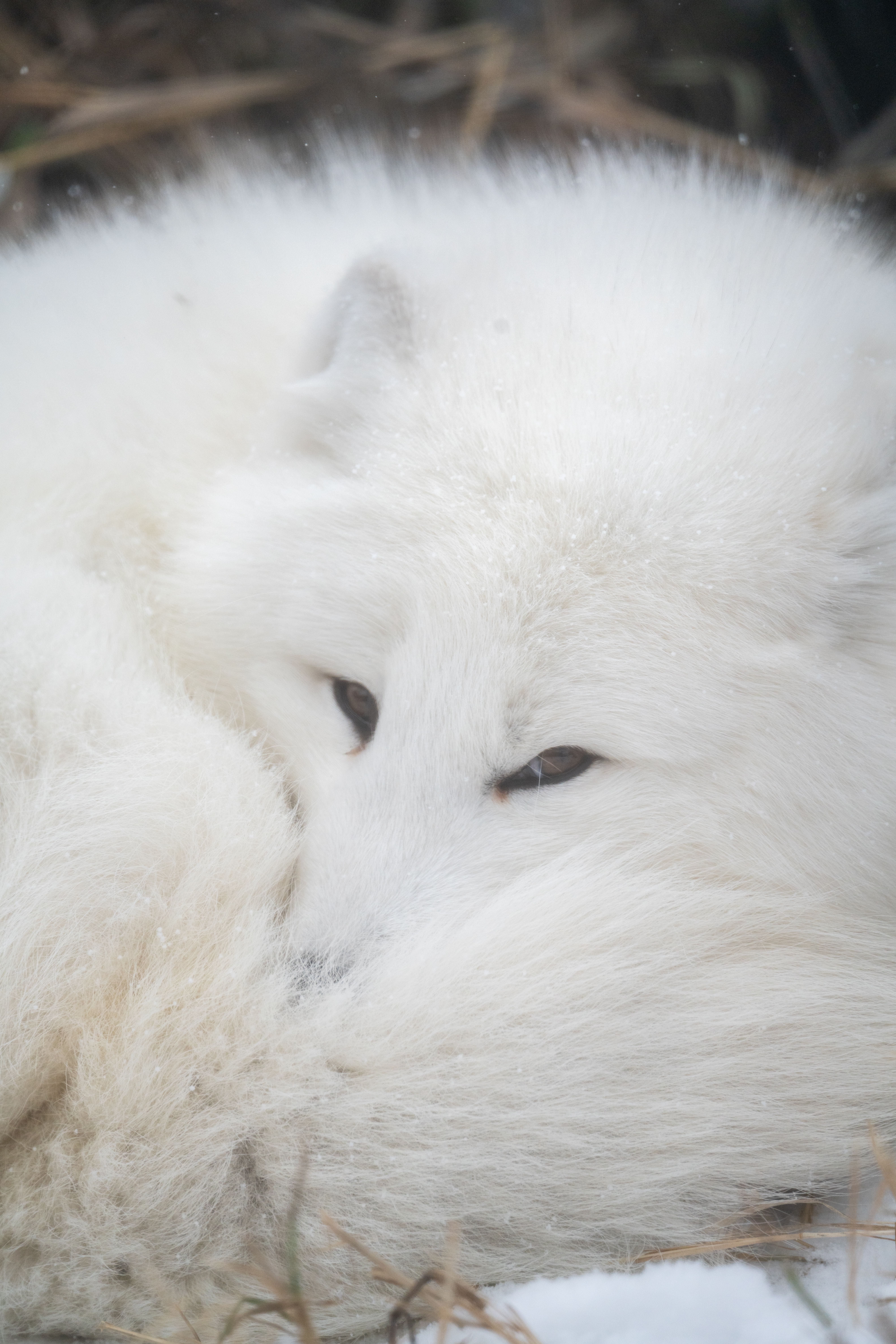 Cozy Arctic Fox Resting in Winter Snow · Free Stock Photo