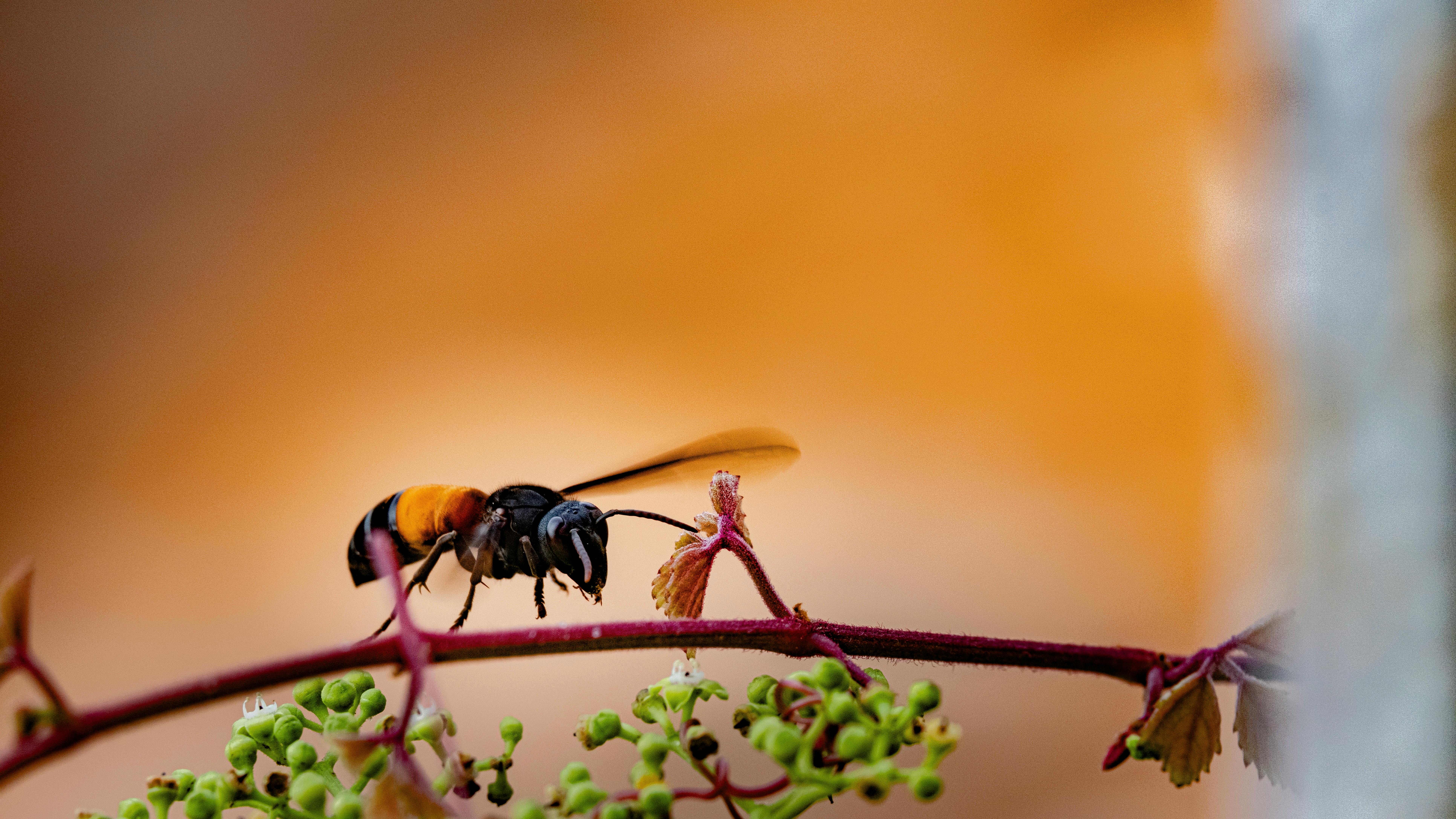Close-Up of Bee on Flower in Vũng Tàu, Vietnam · Free Stock Photo