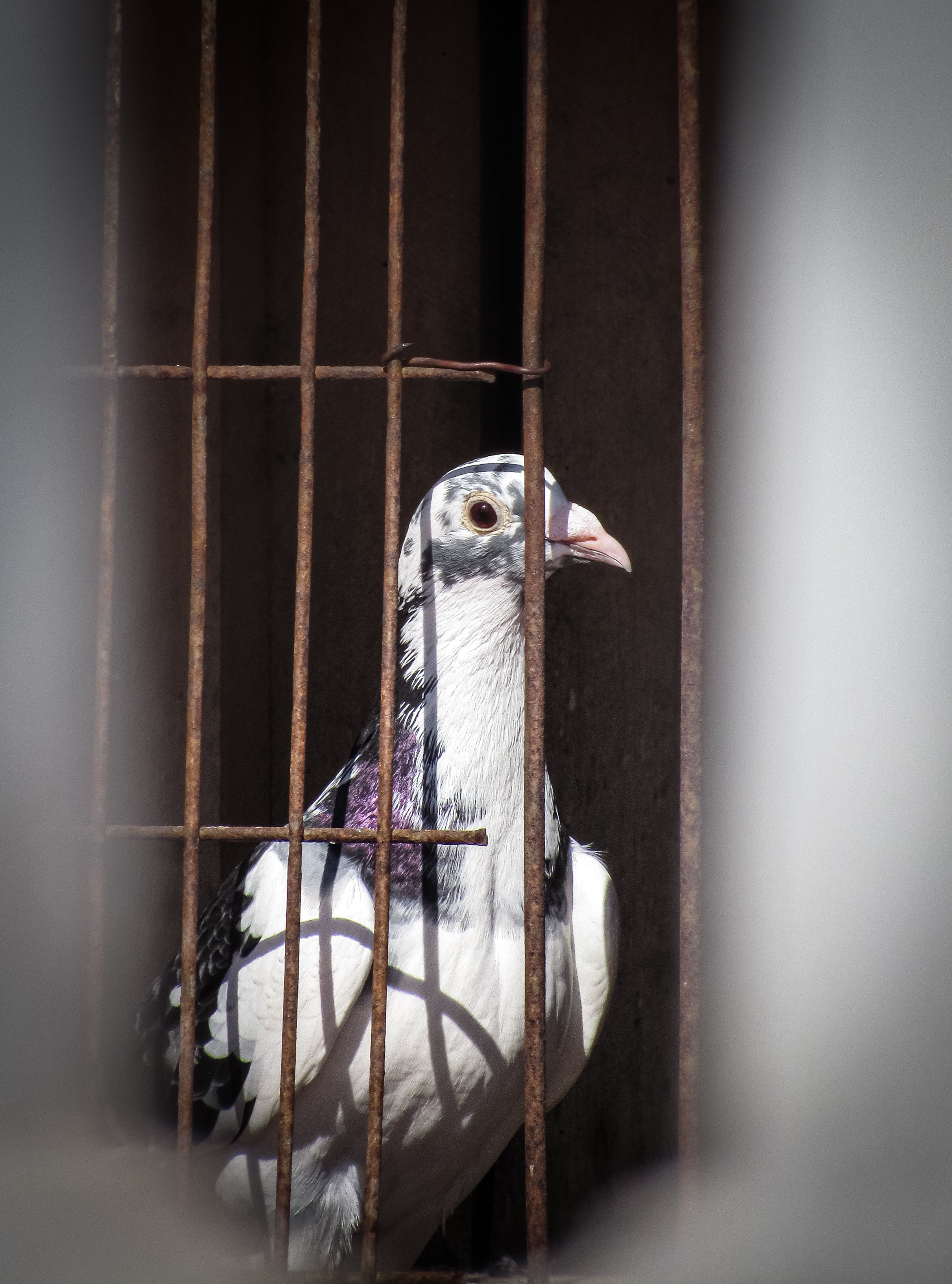 Close Up De Um Pombo Das Rochas Enjaulado · Foto profissional gratuita