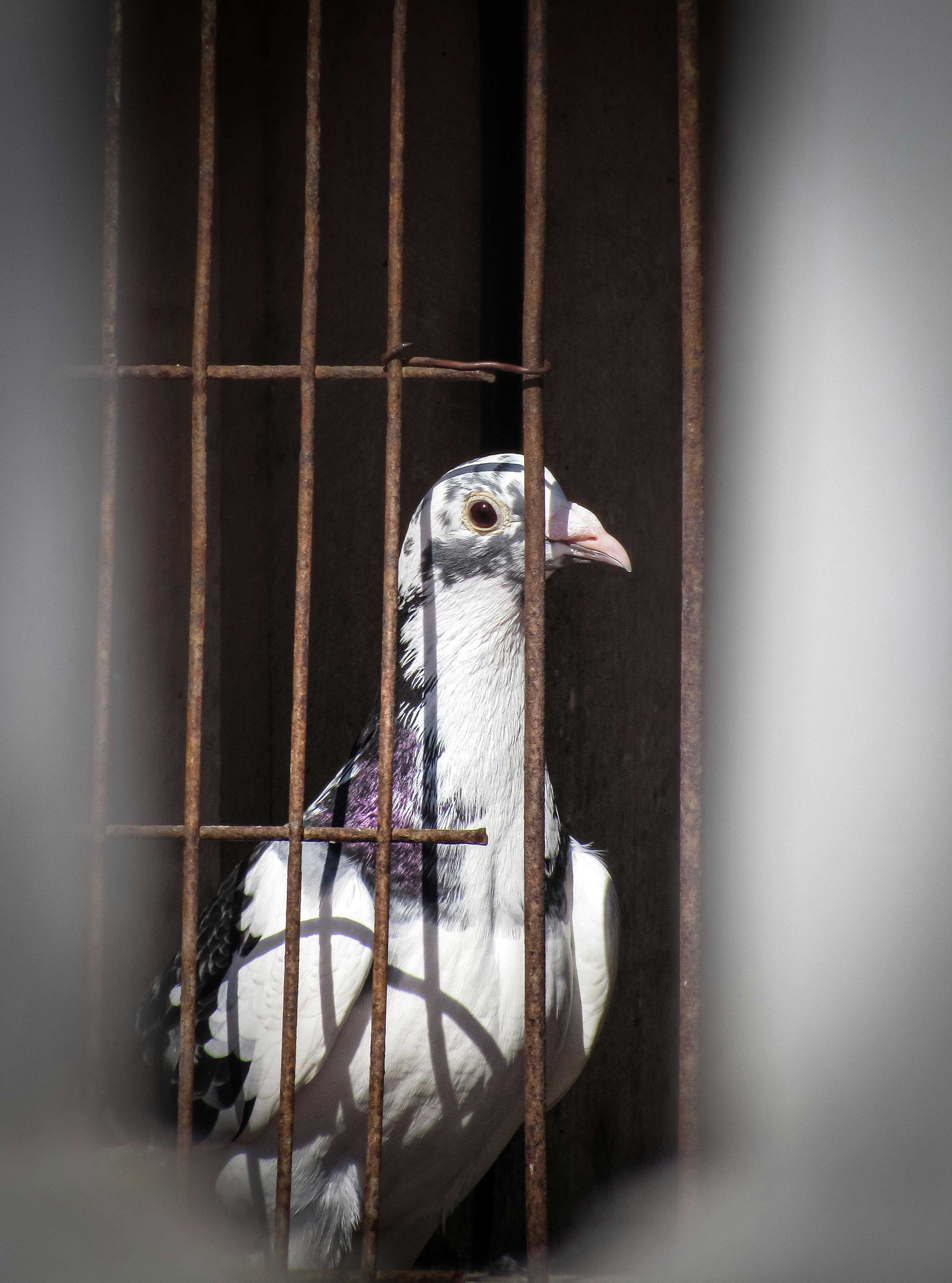 Cornered Bird Photos, Download The BEST Free Cornered Bird Stock Photos ...