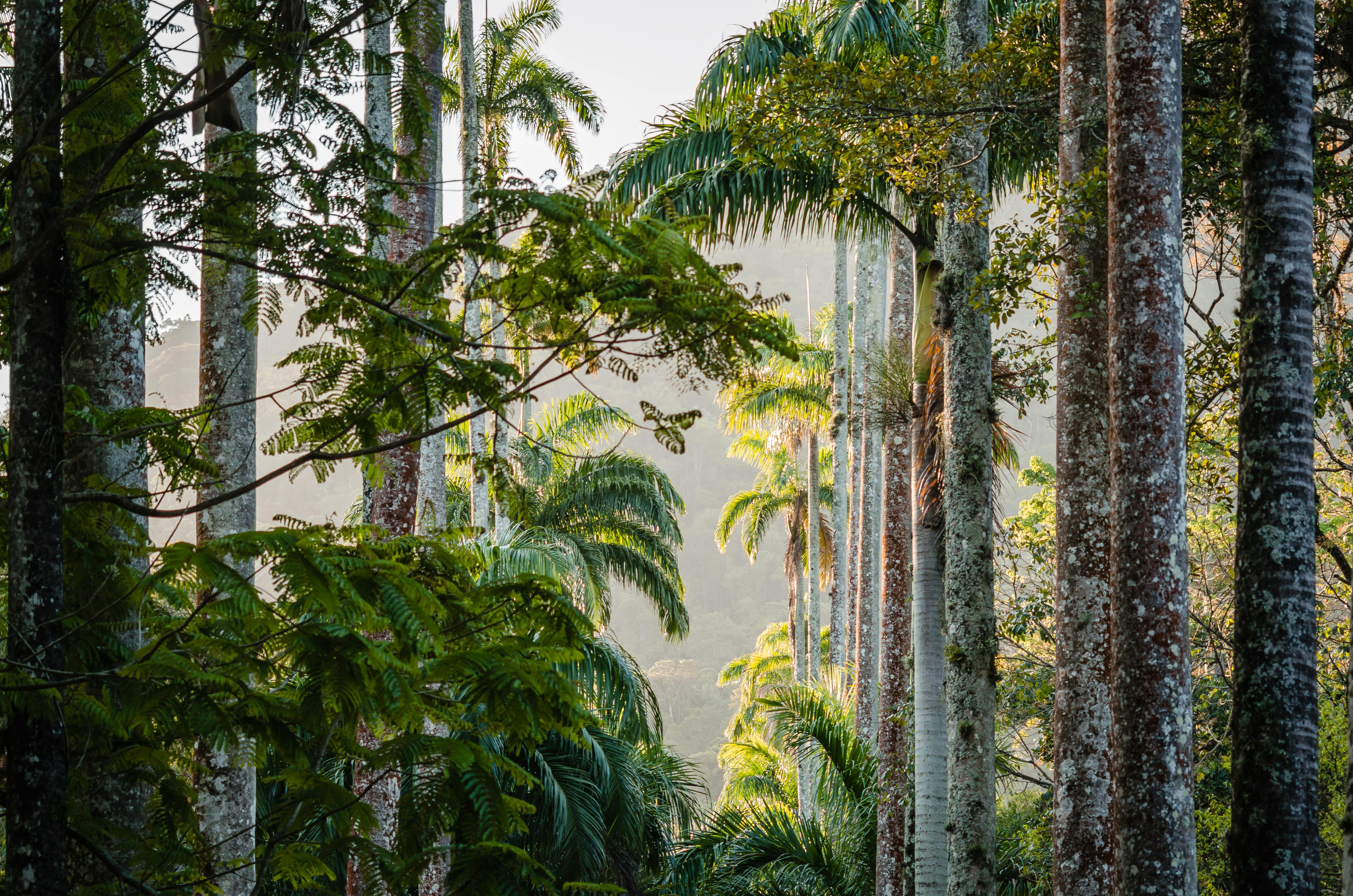 Breathtaking Palm Trees in Rio de Janeiro's Jungle · Free Stock Photo