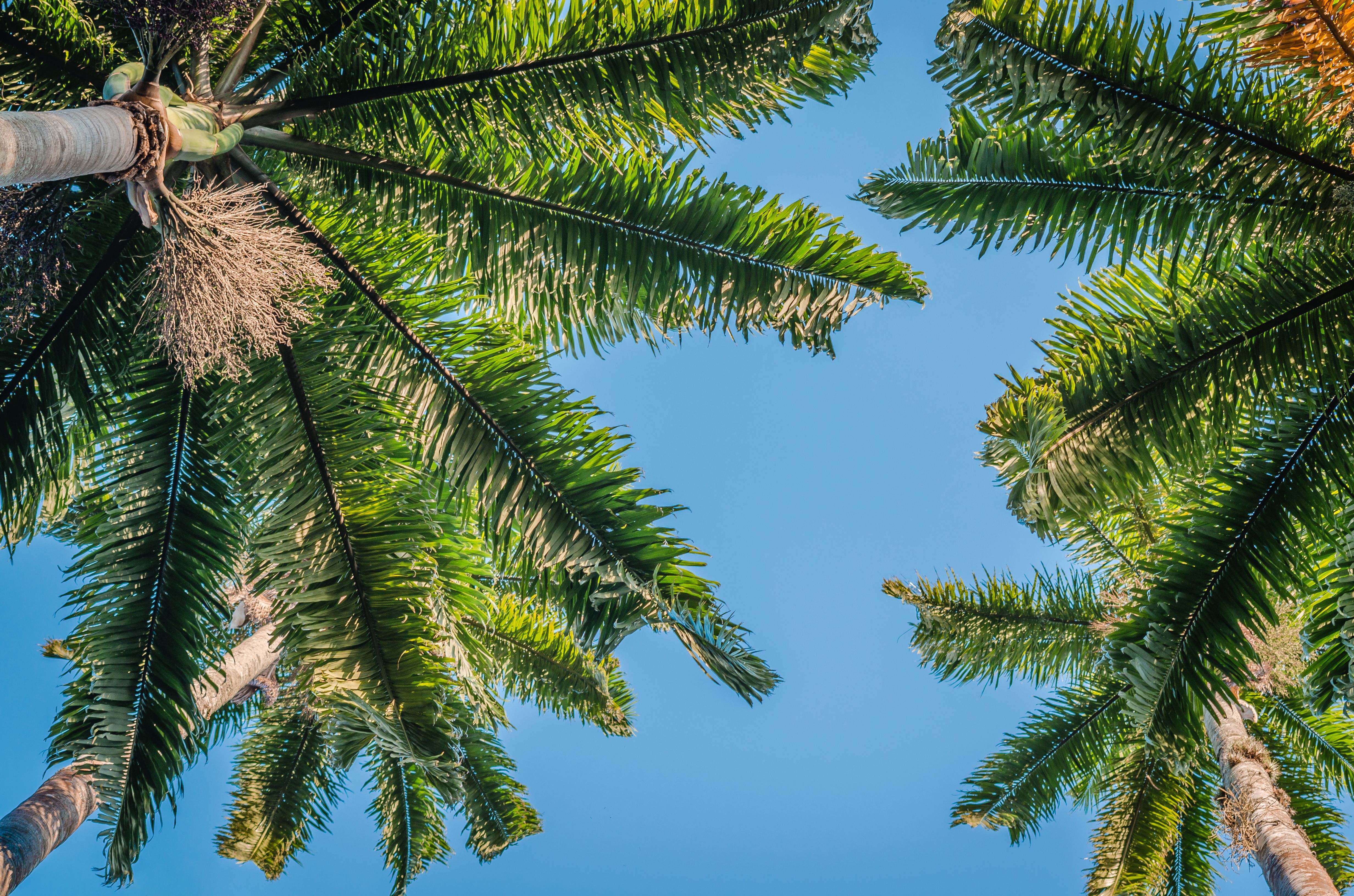 Scenic Palm Trees and Blue Sky in Rio de Janeiro · Free Stock Photo