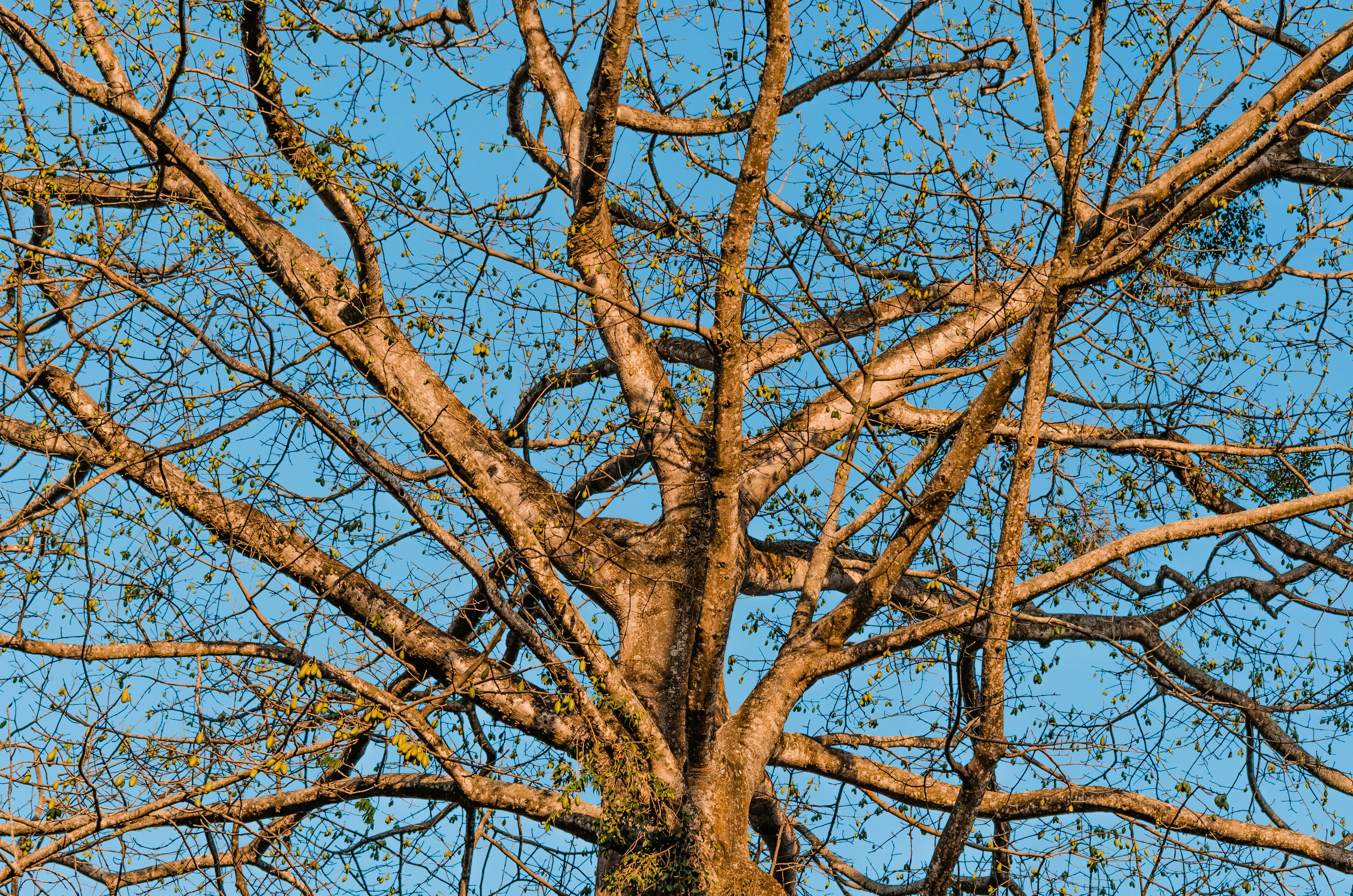 Bark Form Photos, Download The BEST Free Bark Form Stock Photos & HD Images