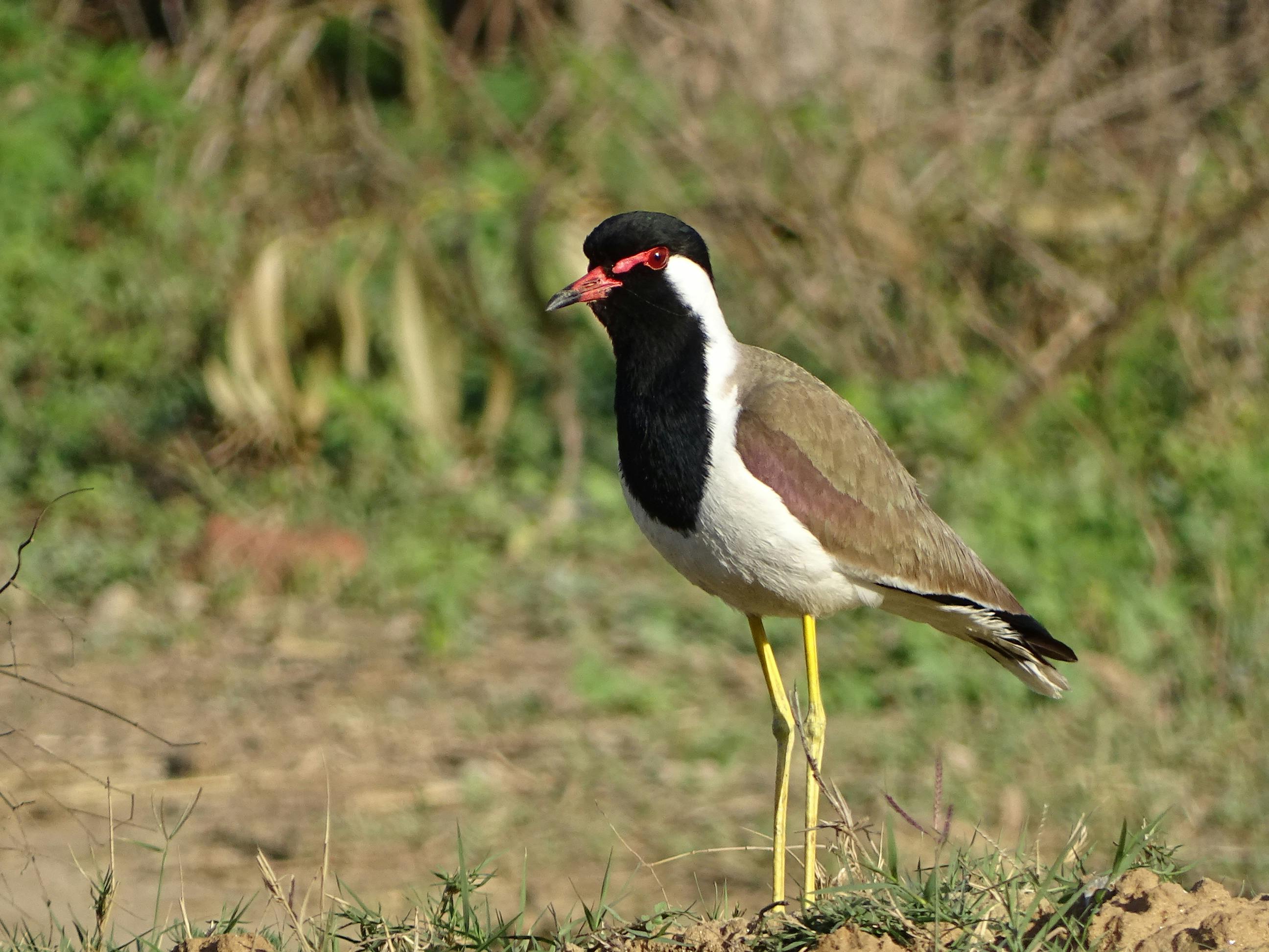 Red-Wattled Lapwing in Natural Habitat · Free Stock Photo