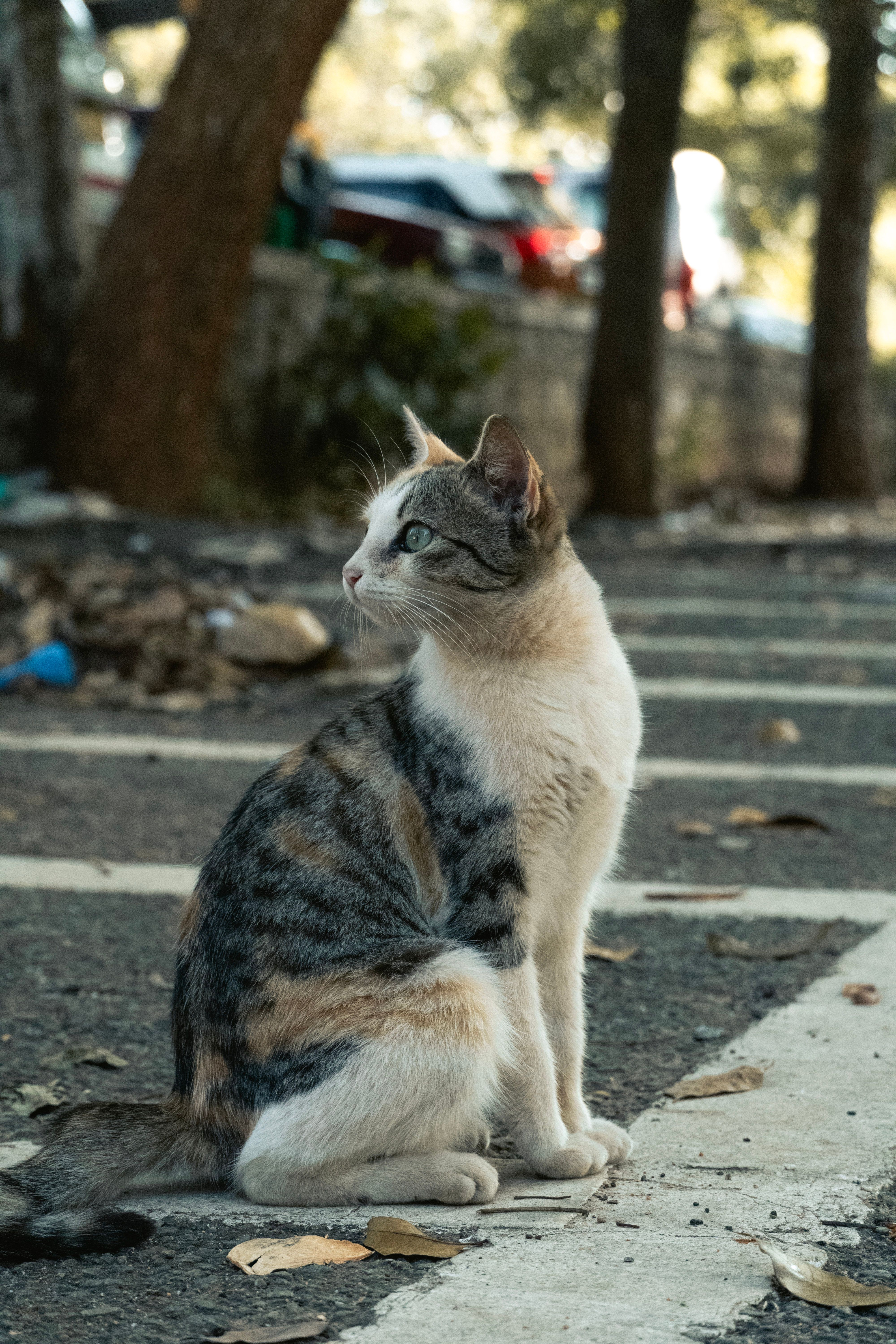 Curious Cat in Urban Setting Outdoors · Free Stock Photo