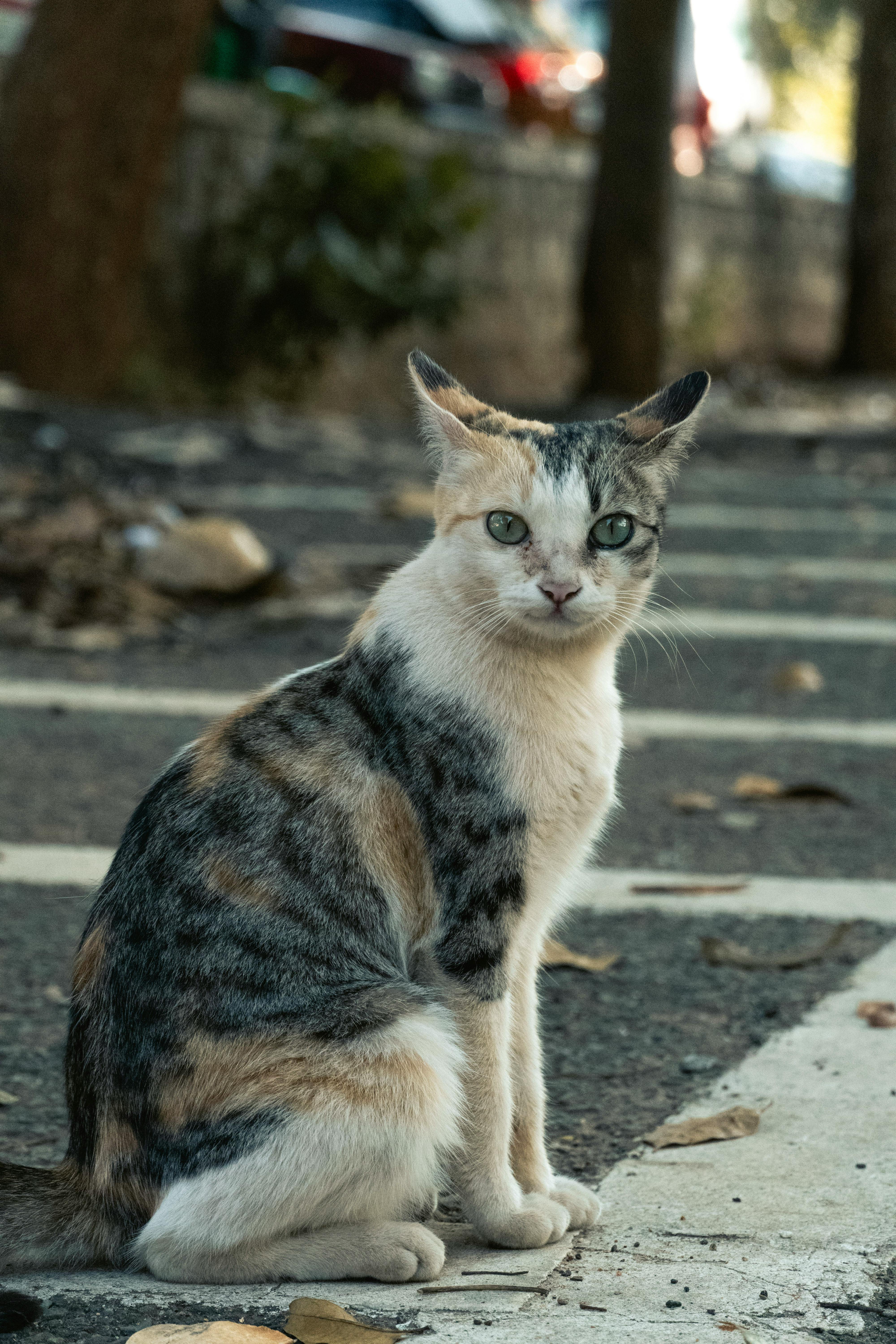 Street Cat in Bengaluru Urban Setting · Free Stock Photo