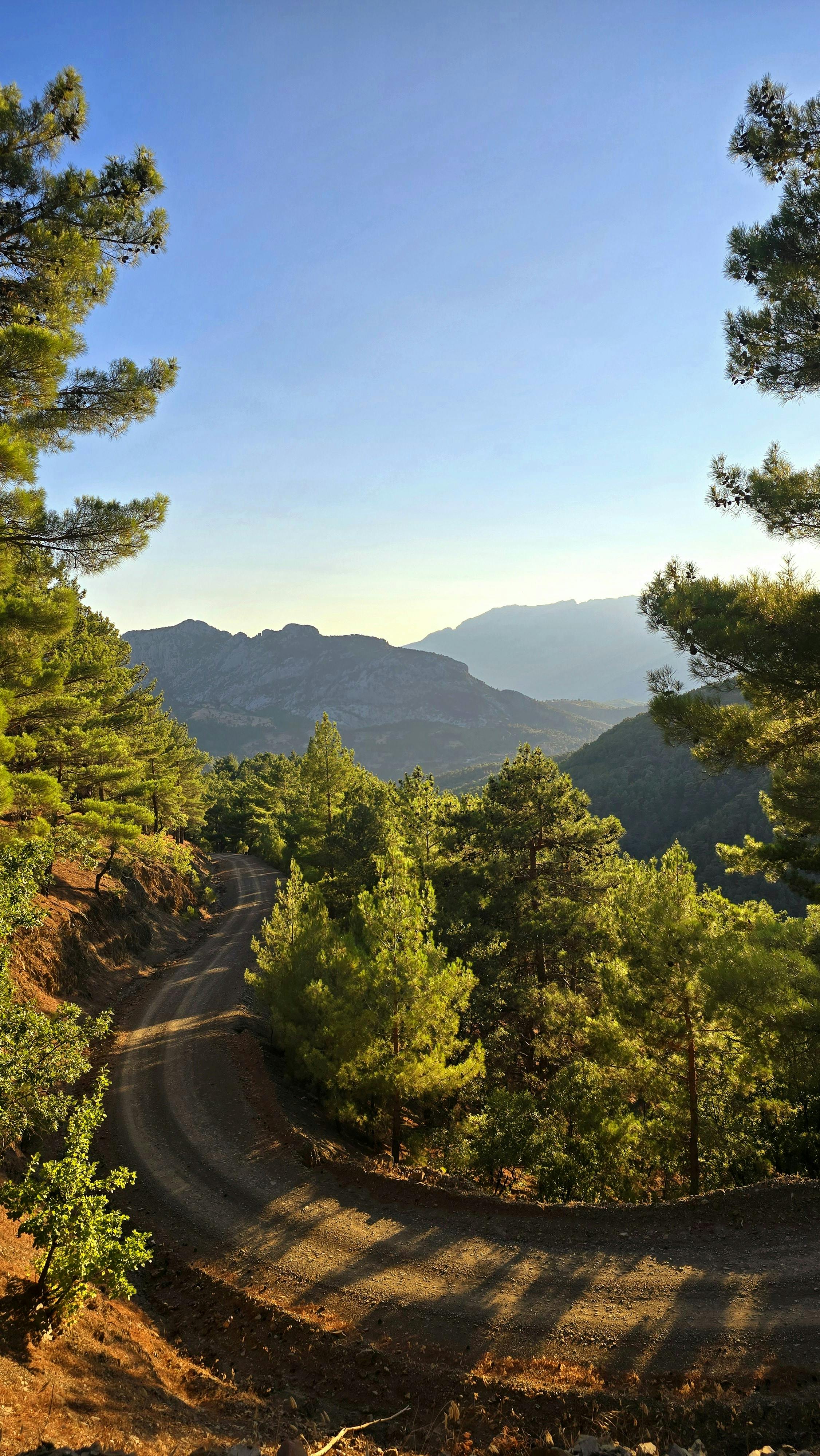 Serene Forest Path in Antalya, Türkiye · Free Stock Photo