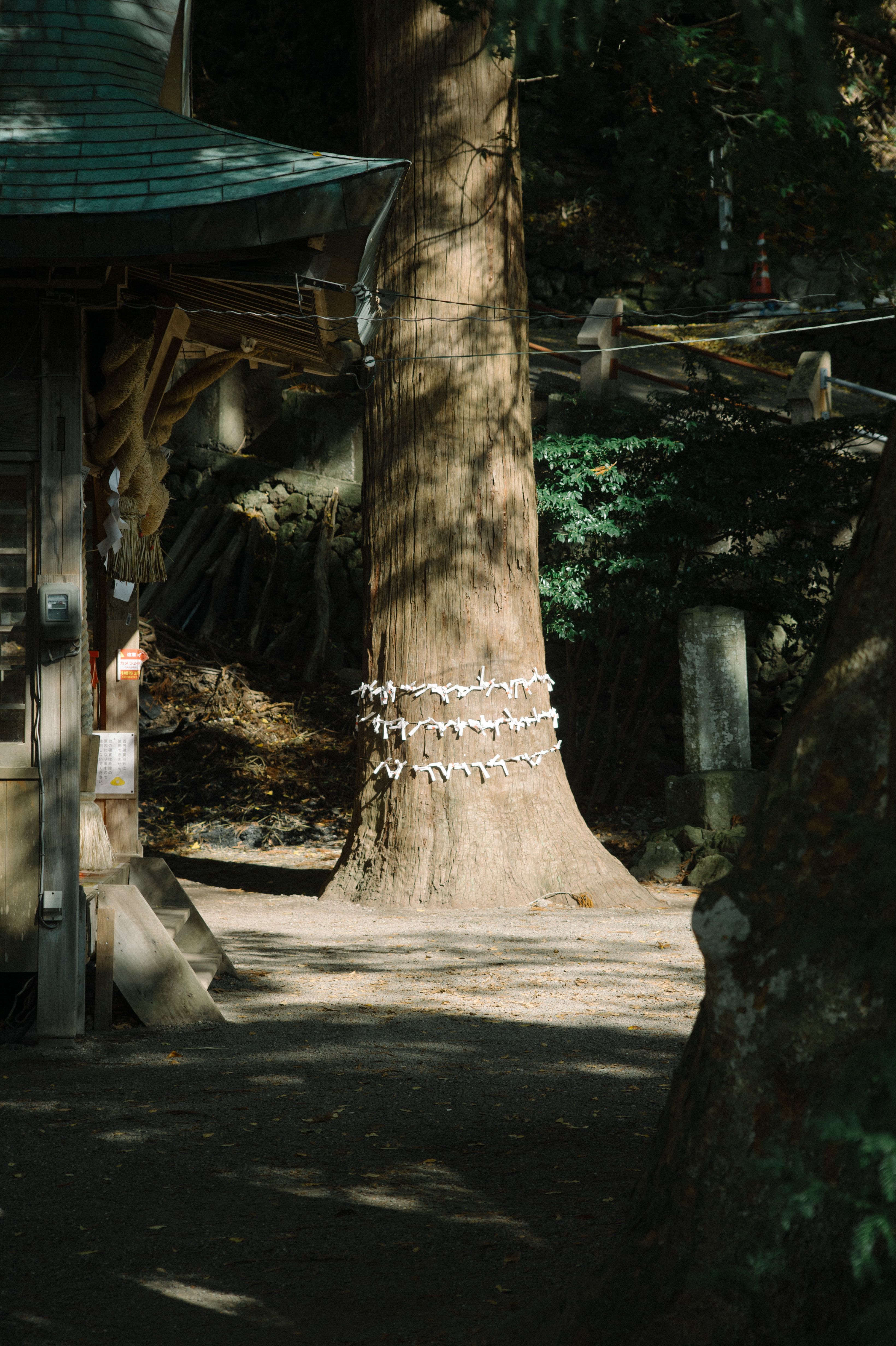 Sacred Tree with Shimenawa in Japanese Temple · Free Stock Photo