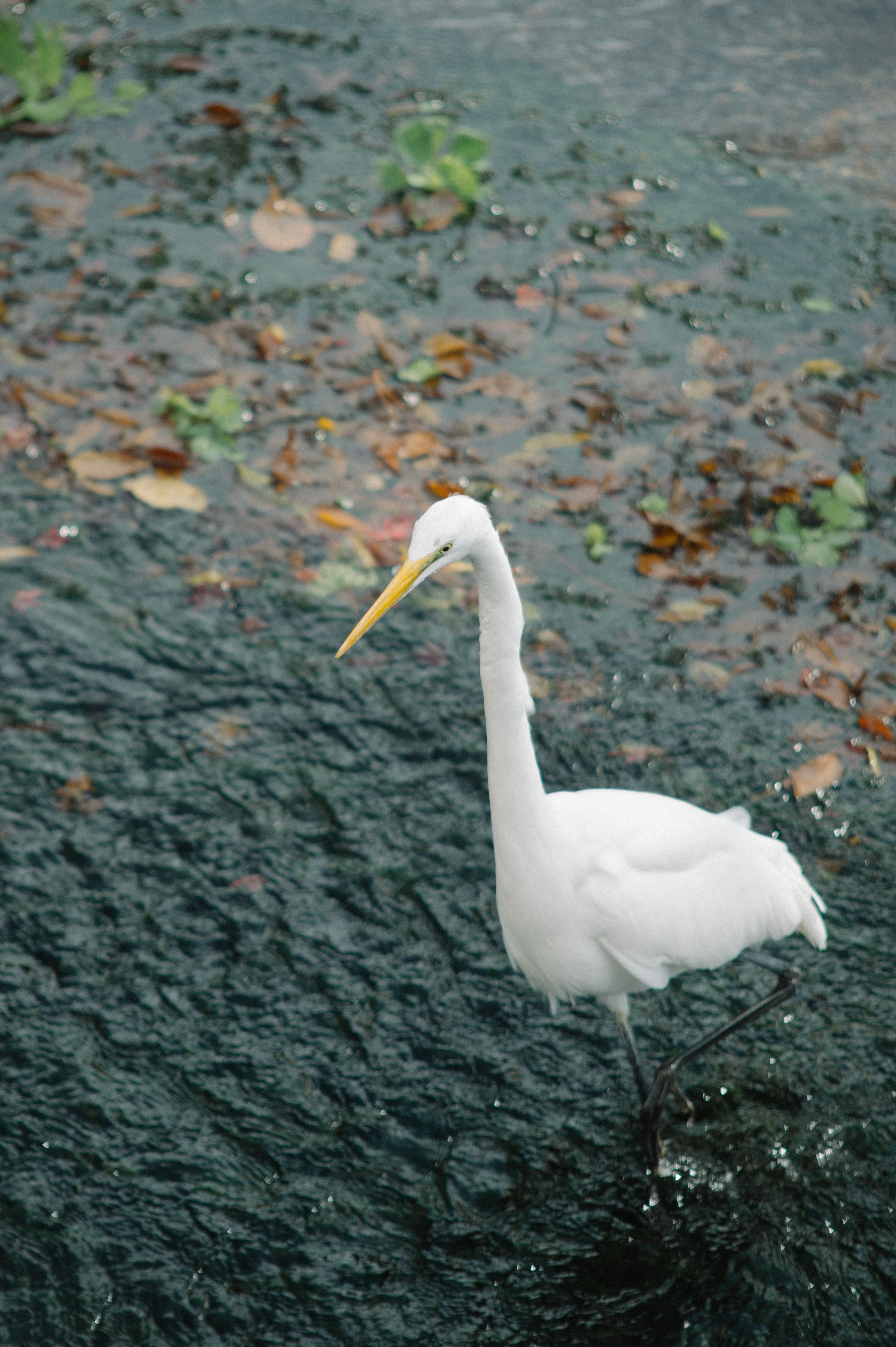 Elegant Egret Wading in Japanese Stream · Free Stock Photo