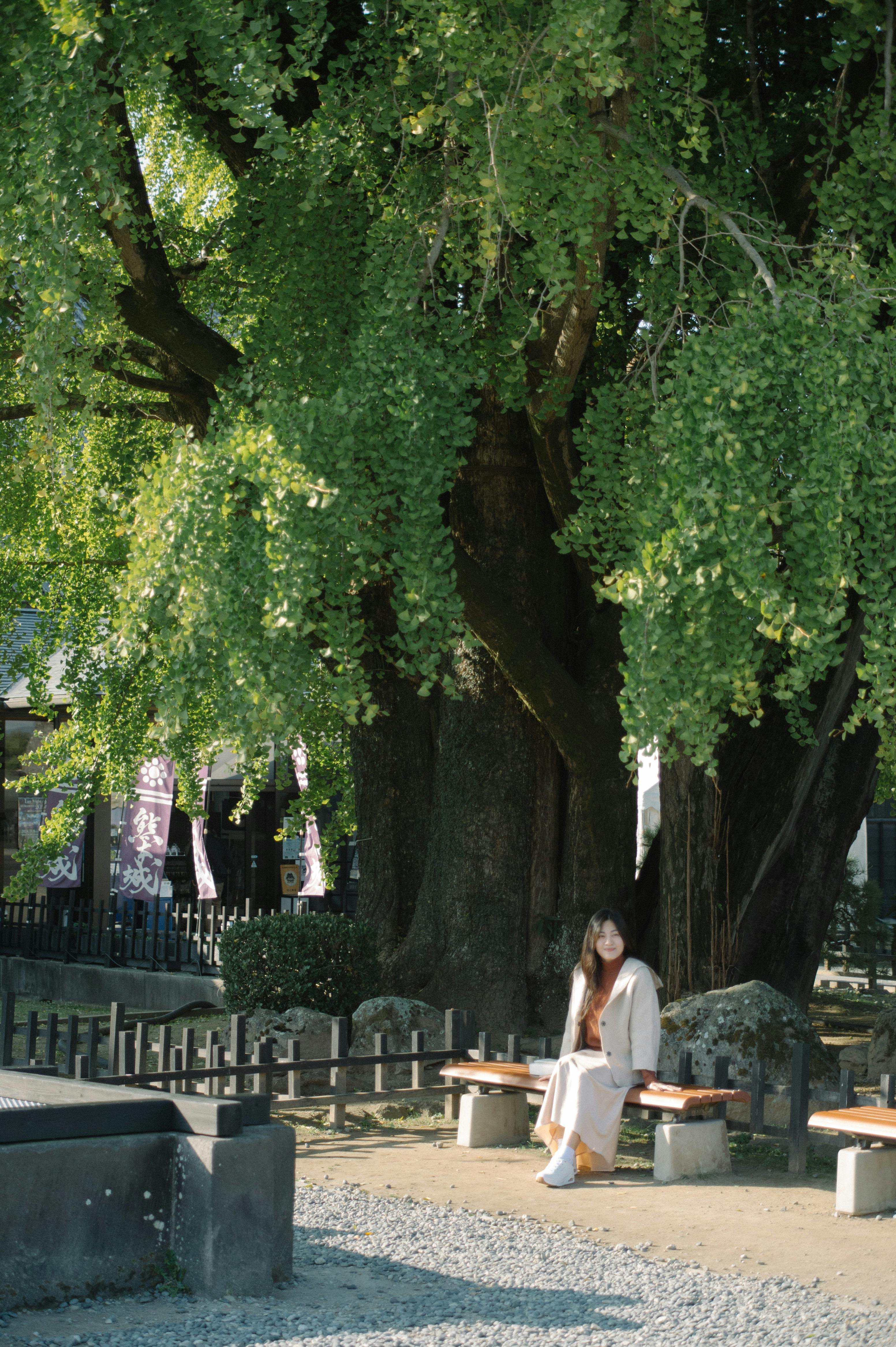 Trees In Japan Photos, Download The BEST Free Trees In Japan Stock ...