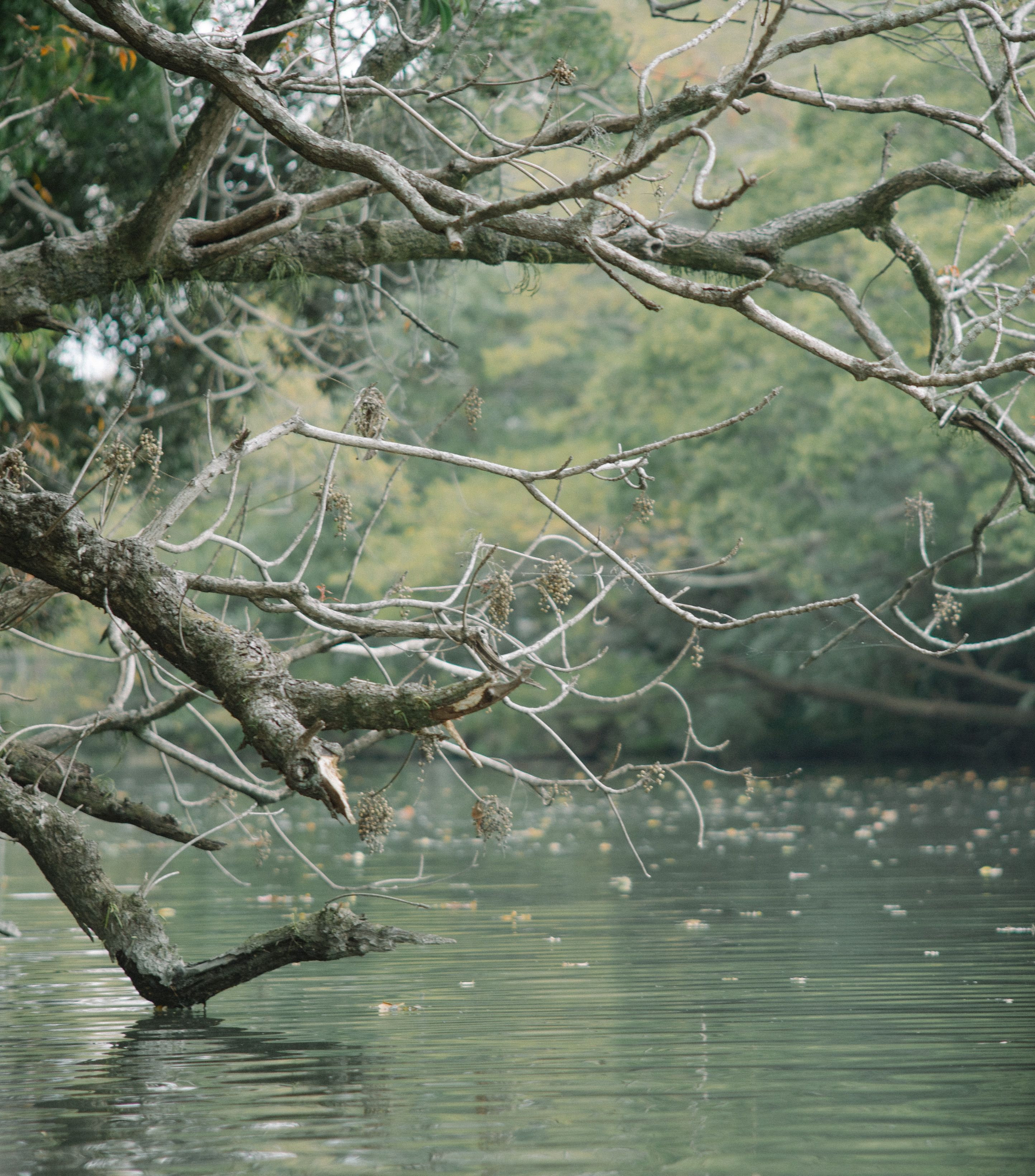Serene Japanese Nature Scene with Tree Branches · Free Stock Photo