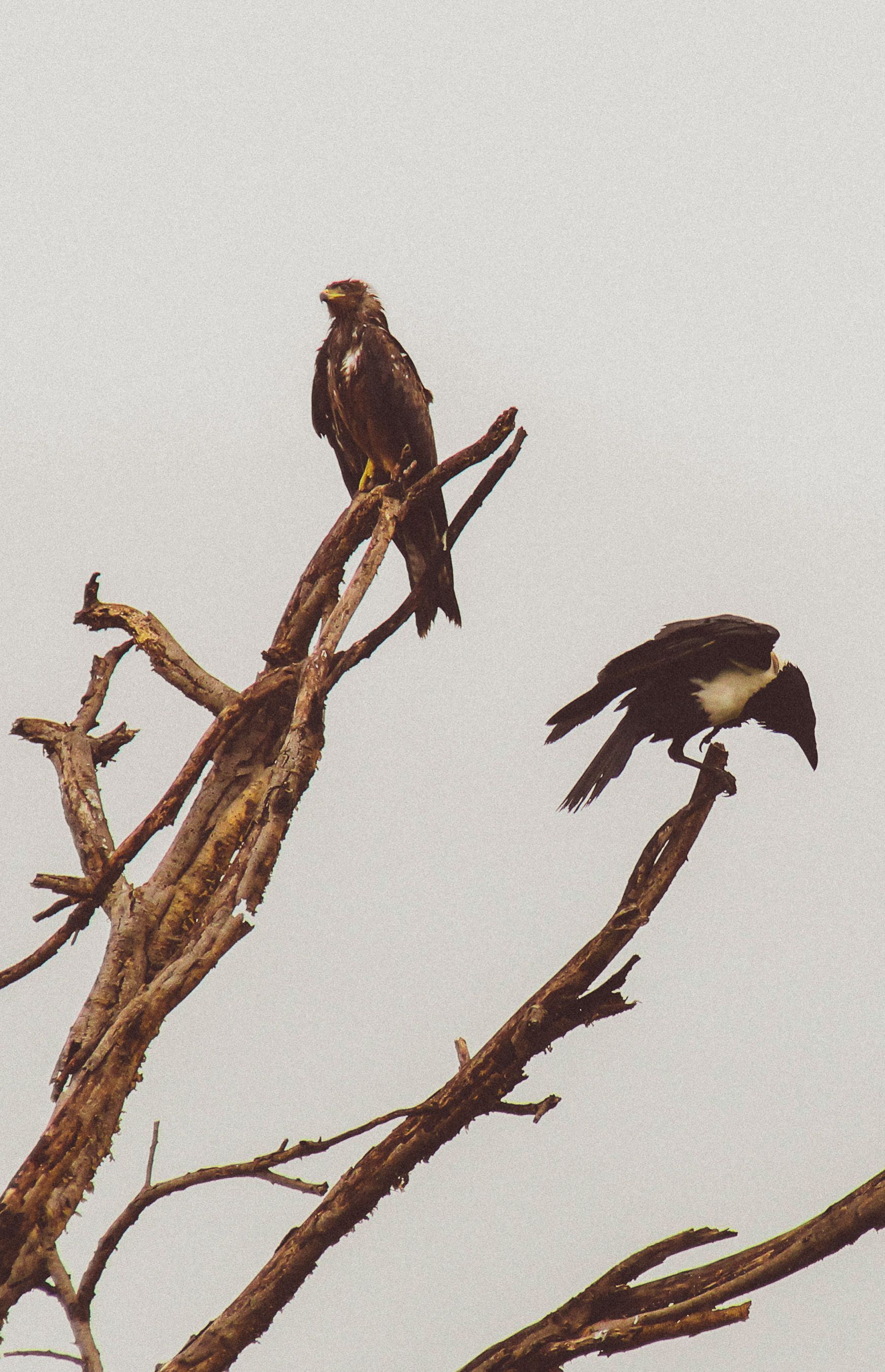 32k Wallpaper 1920x1080 Crow Photos, Download The BEST Free 32k ...