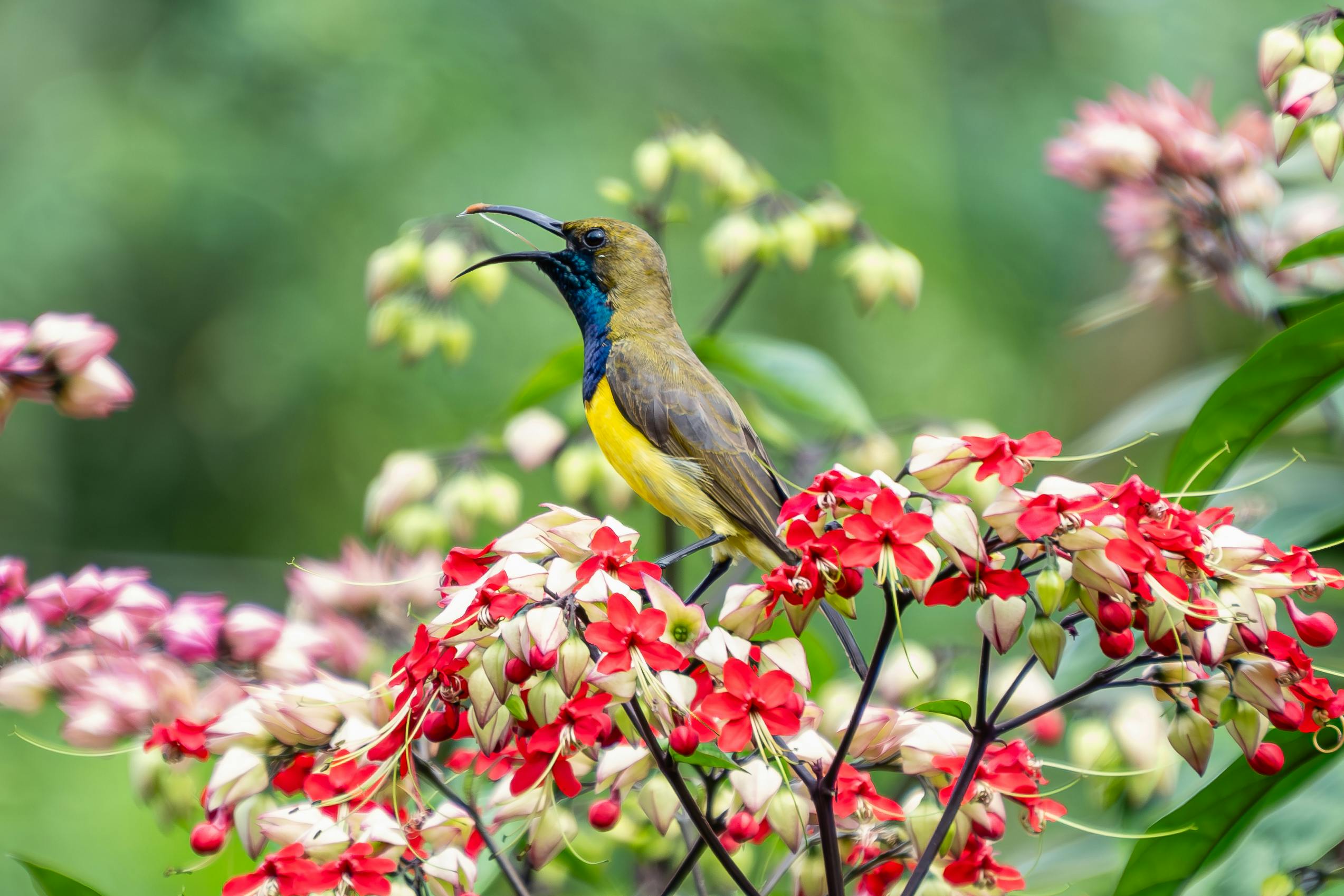 Colorful Sunbird Perched on Vibrant Tropical Flowers · Free Stock Photo