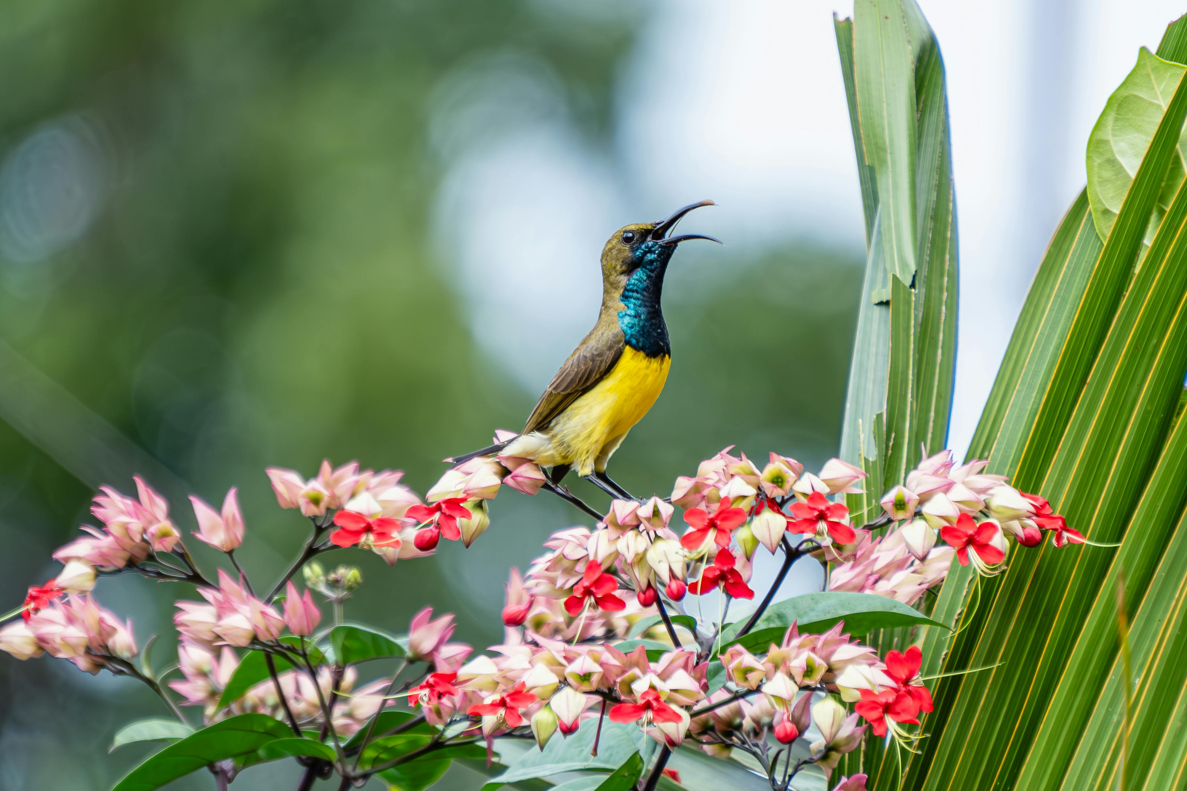 Vibrant Sunbird on Blooming Flowers in Nature · Free Stock Photo