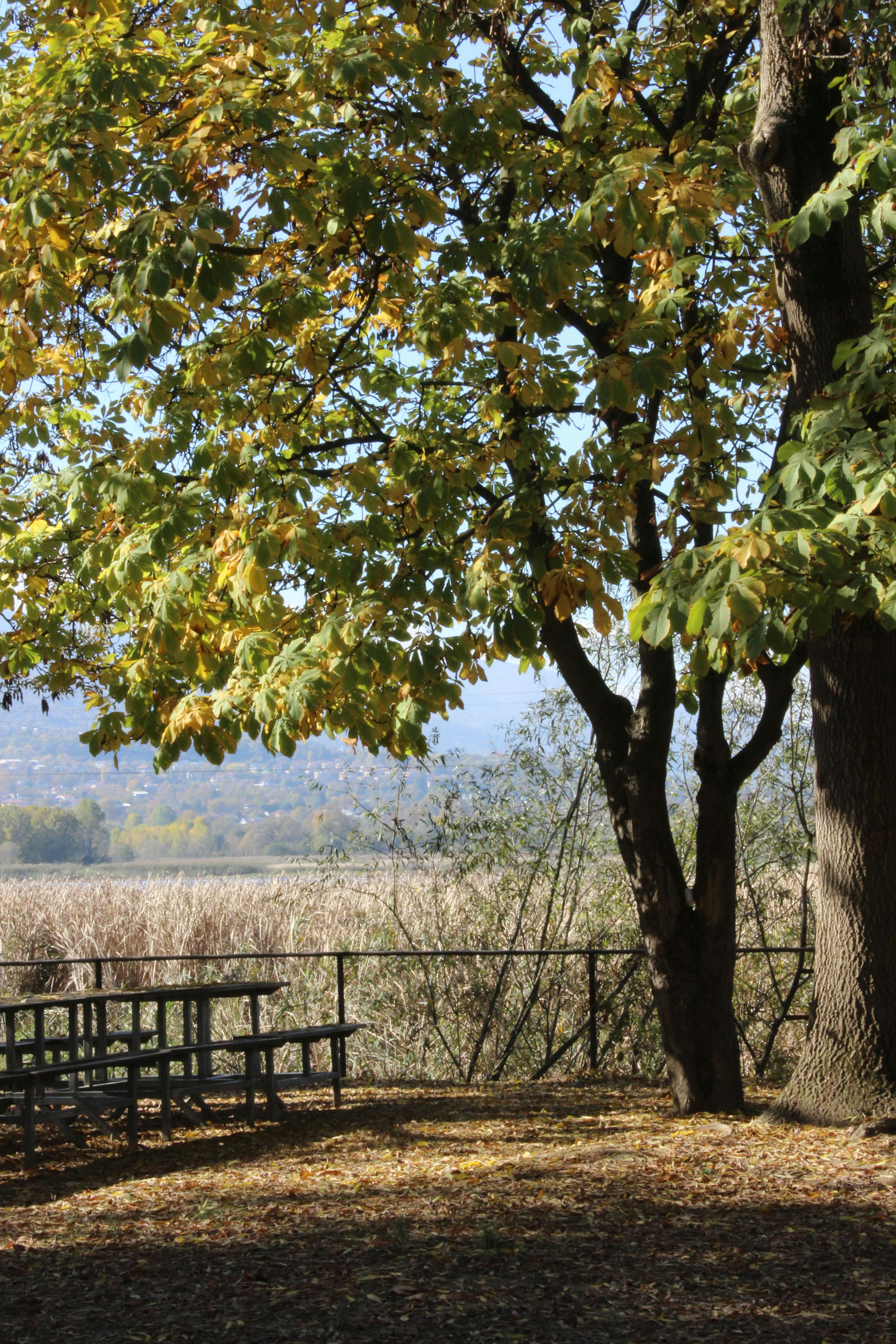 Tranquil Autumn Tree in a Scenic Park Setting · Free Stock Photo