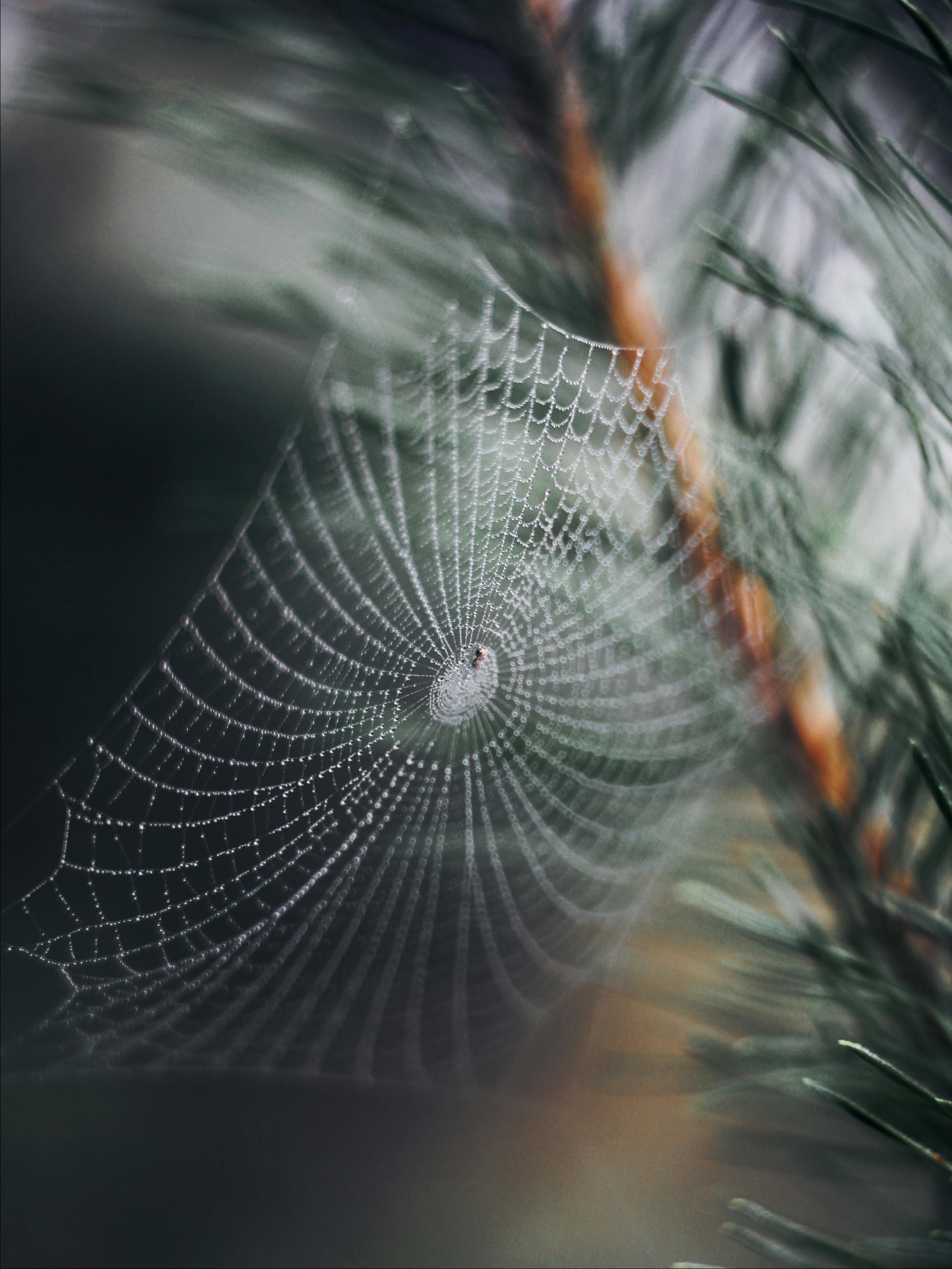 Jaring Laba Laba Yang Tertutup Embun Di Cabang Pinus · Foto Stok Gratis