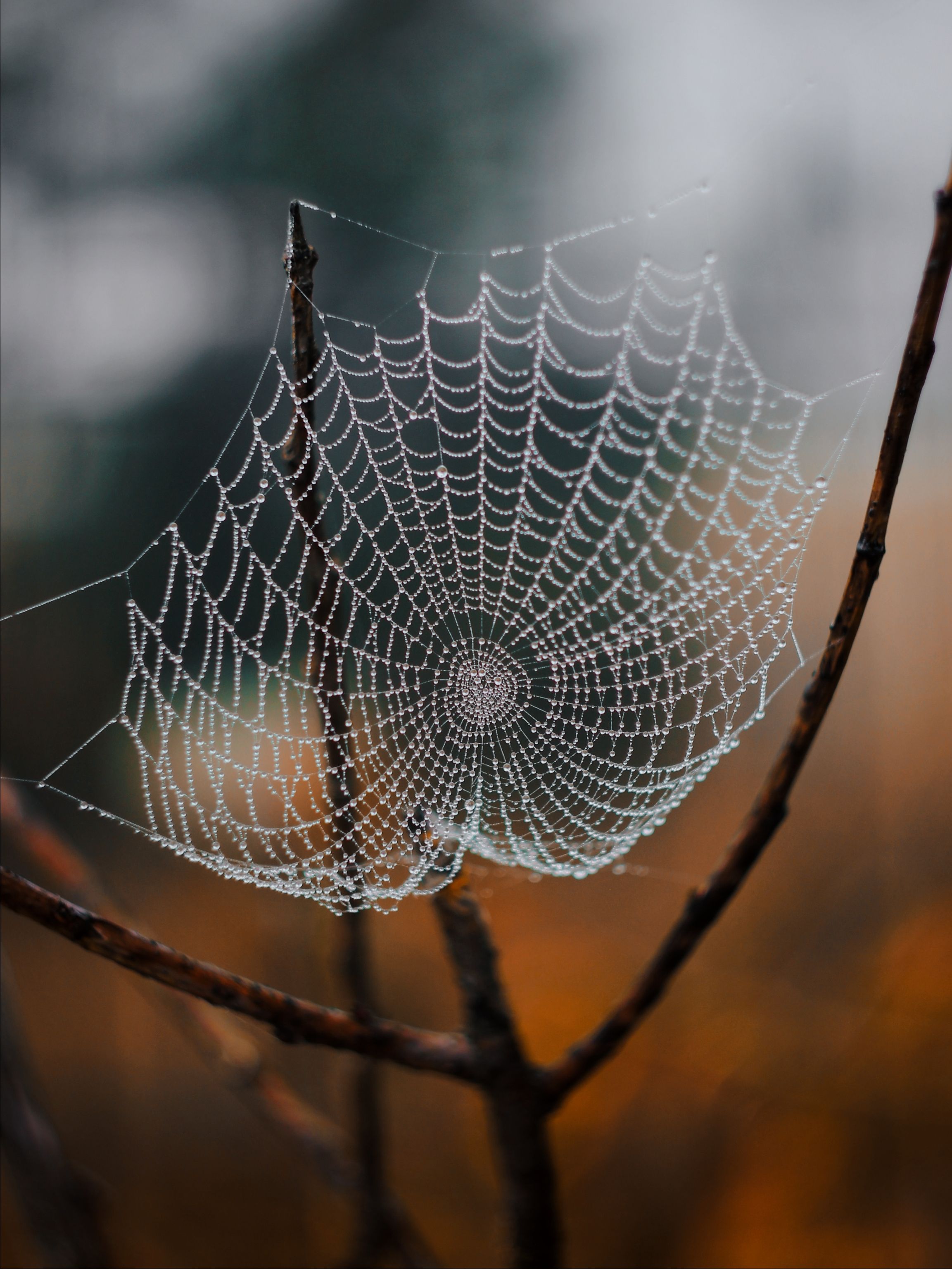 Close-Up Shot of Spider Web · Free Stock Photo