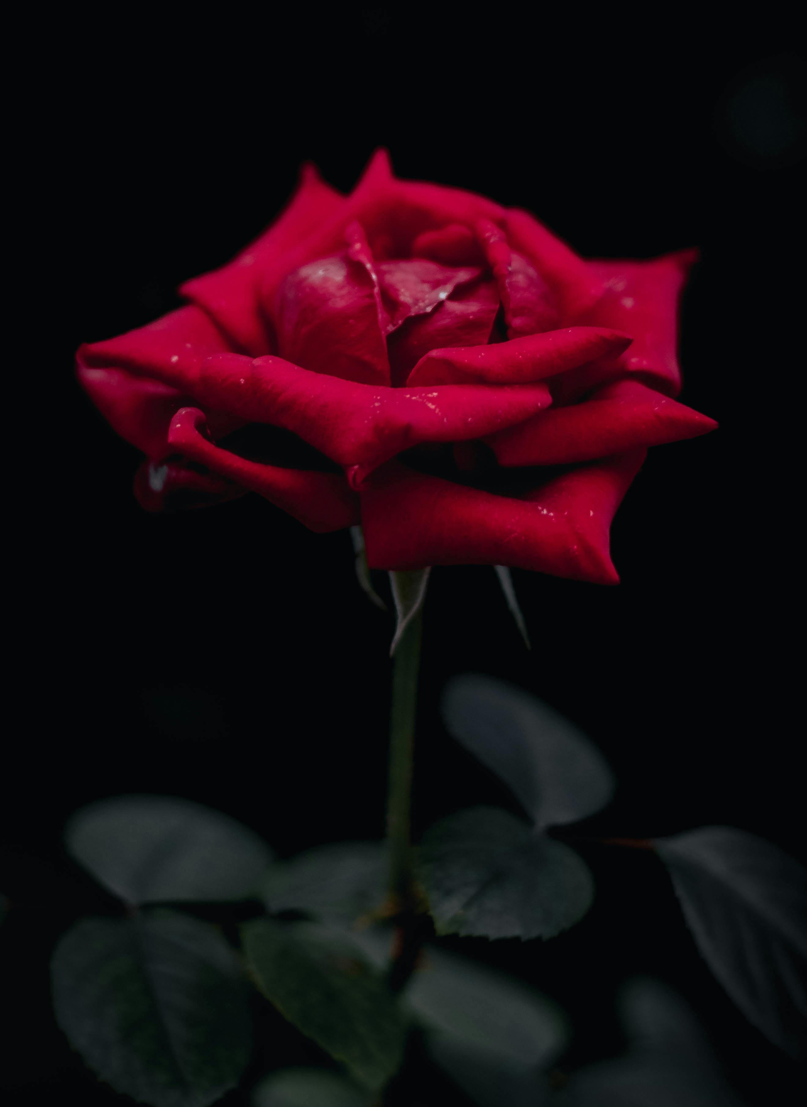 Photo of Red Rose · Free Stock Photo
