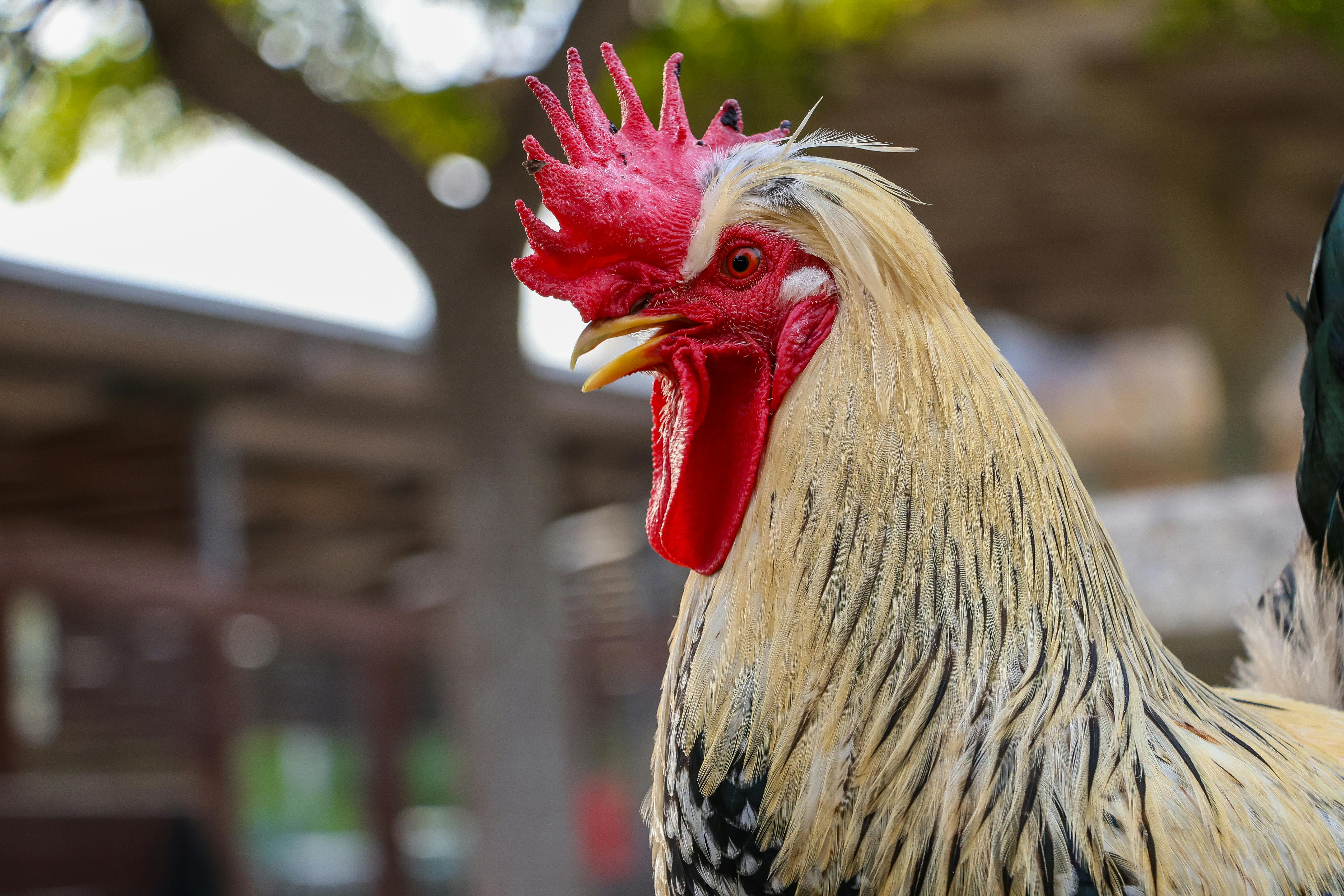 Close-up of Vibrant Rooster Crowing Outdoors · Free Stock Photo