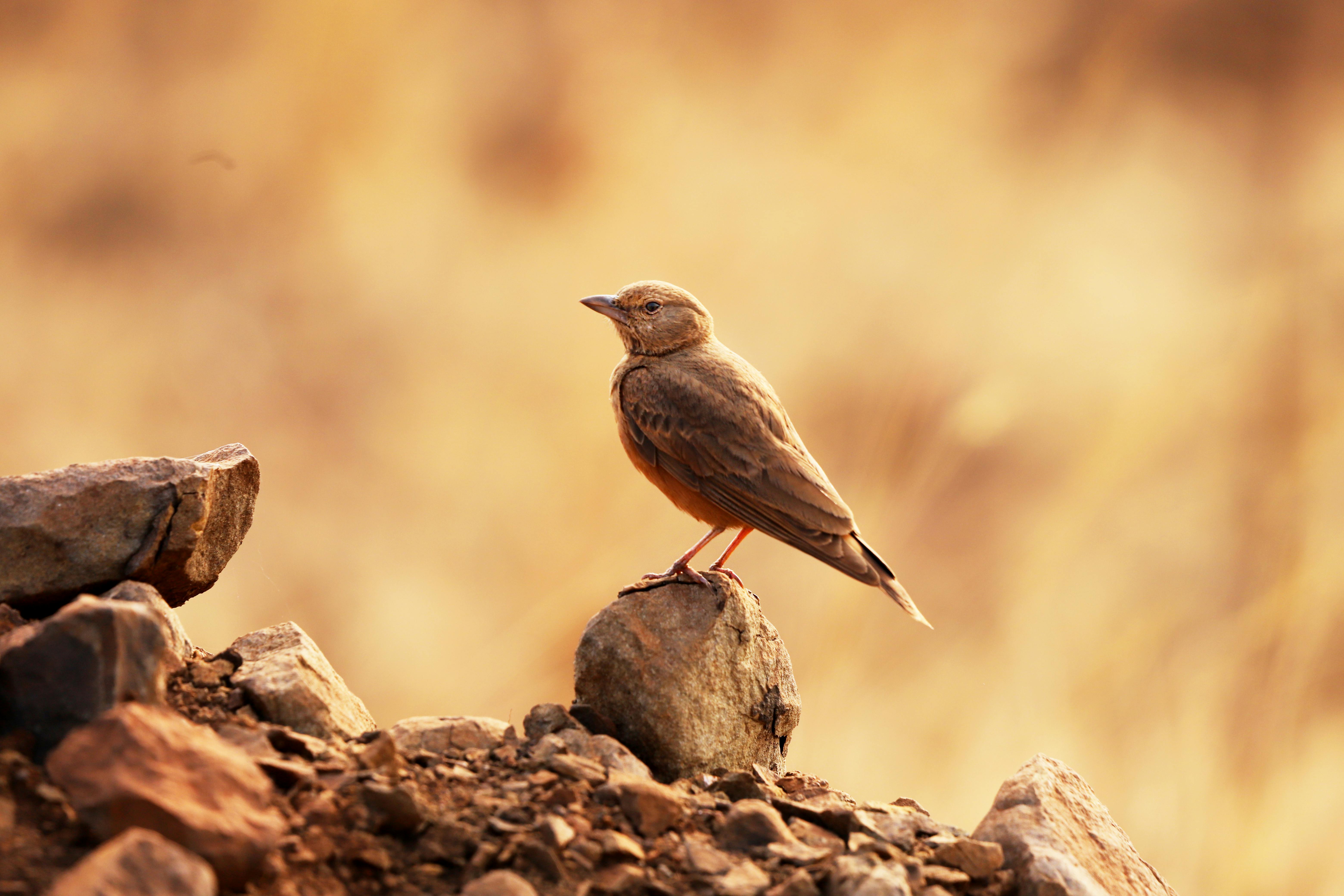 Boomtijden Lark Photos, Download The BEST Free Boomtijden Lark Stock ...