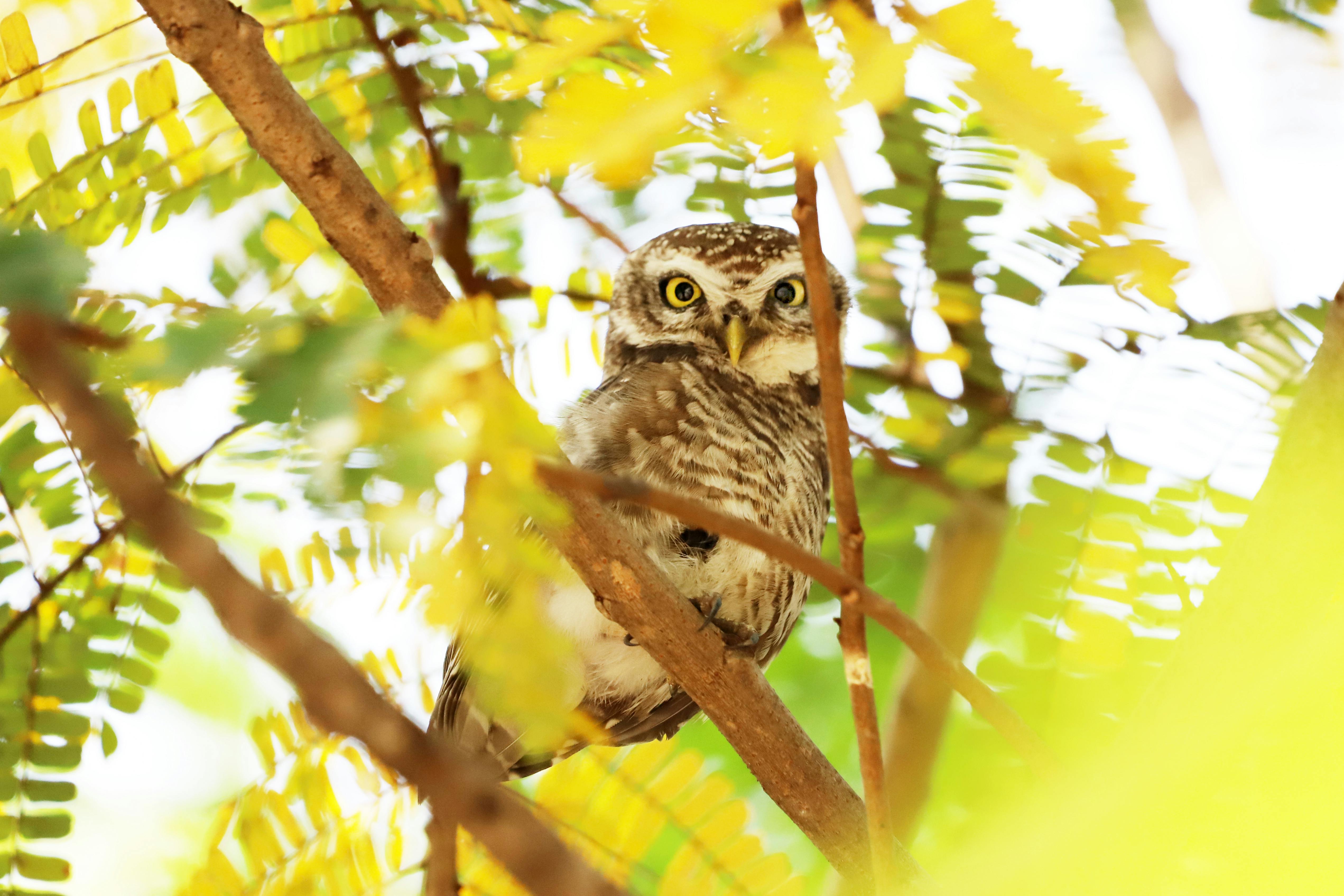 Búho Moteado Posado En Medio De Un Follaje Exuberante · Foto de stock ...