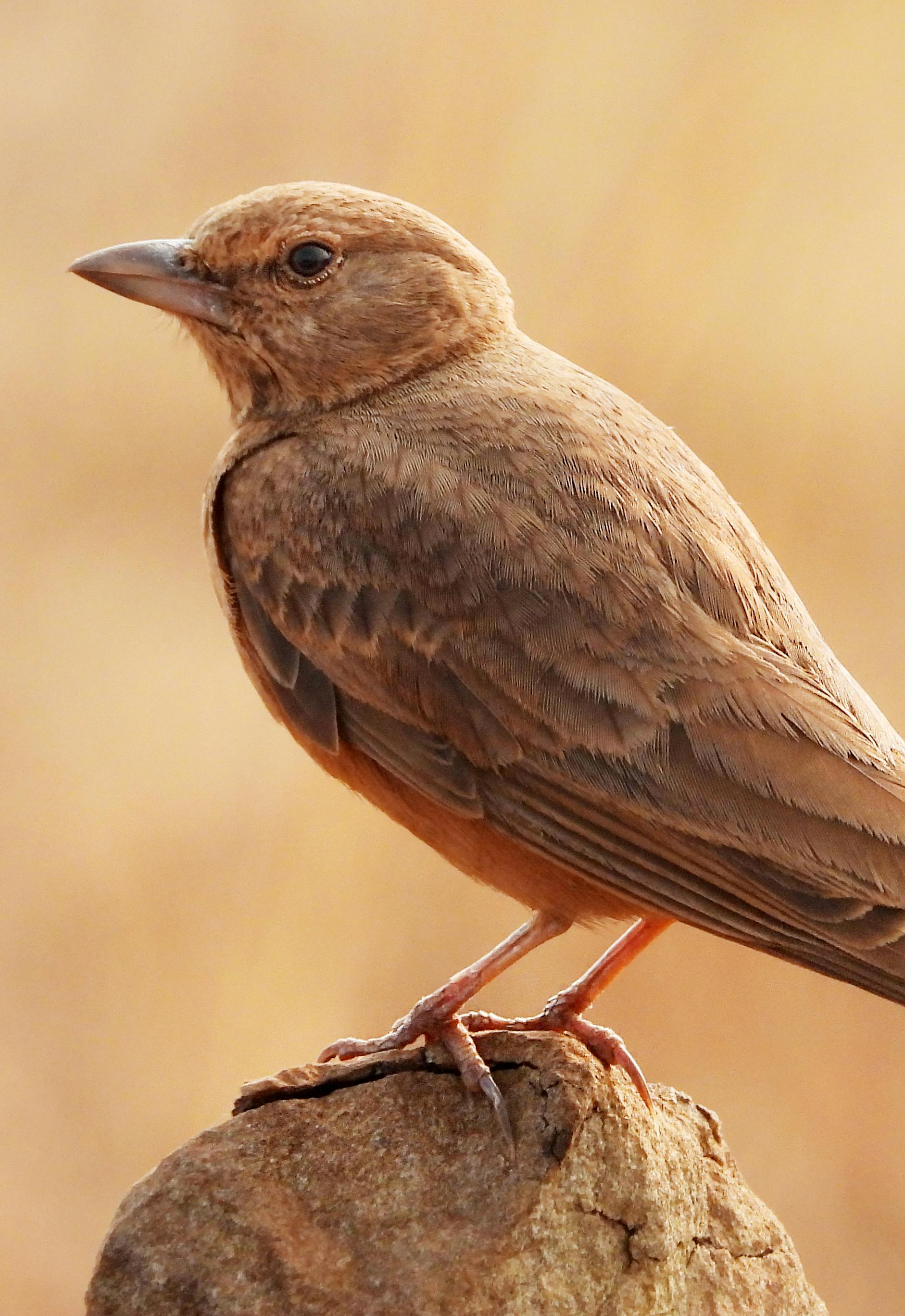Close-up of Brown Bird on Rock Perch · Free Stock Photo
