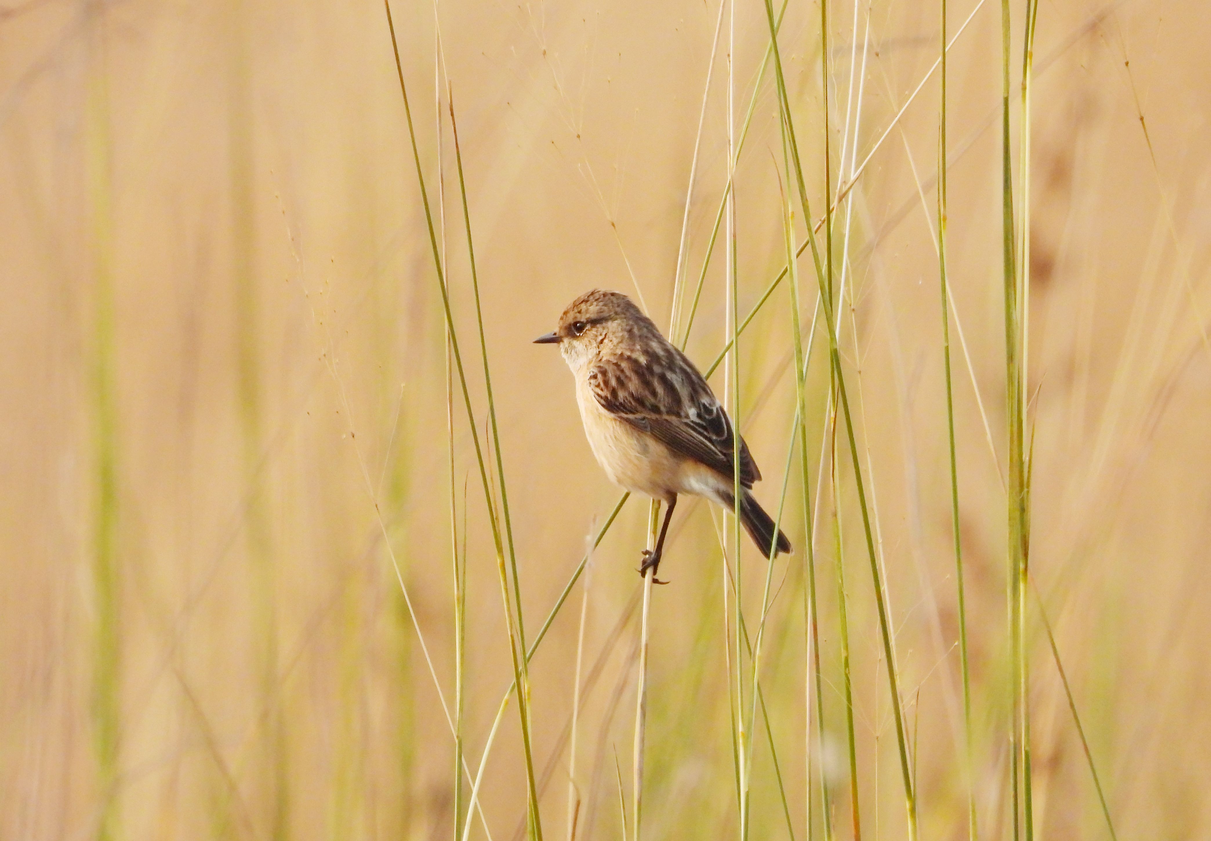 Close-up of Bird Perched on Tall Grass in Nature · Free Stock Photo