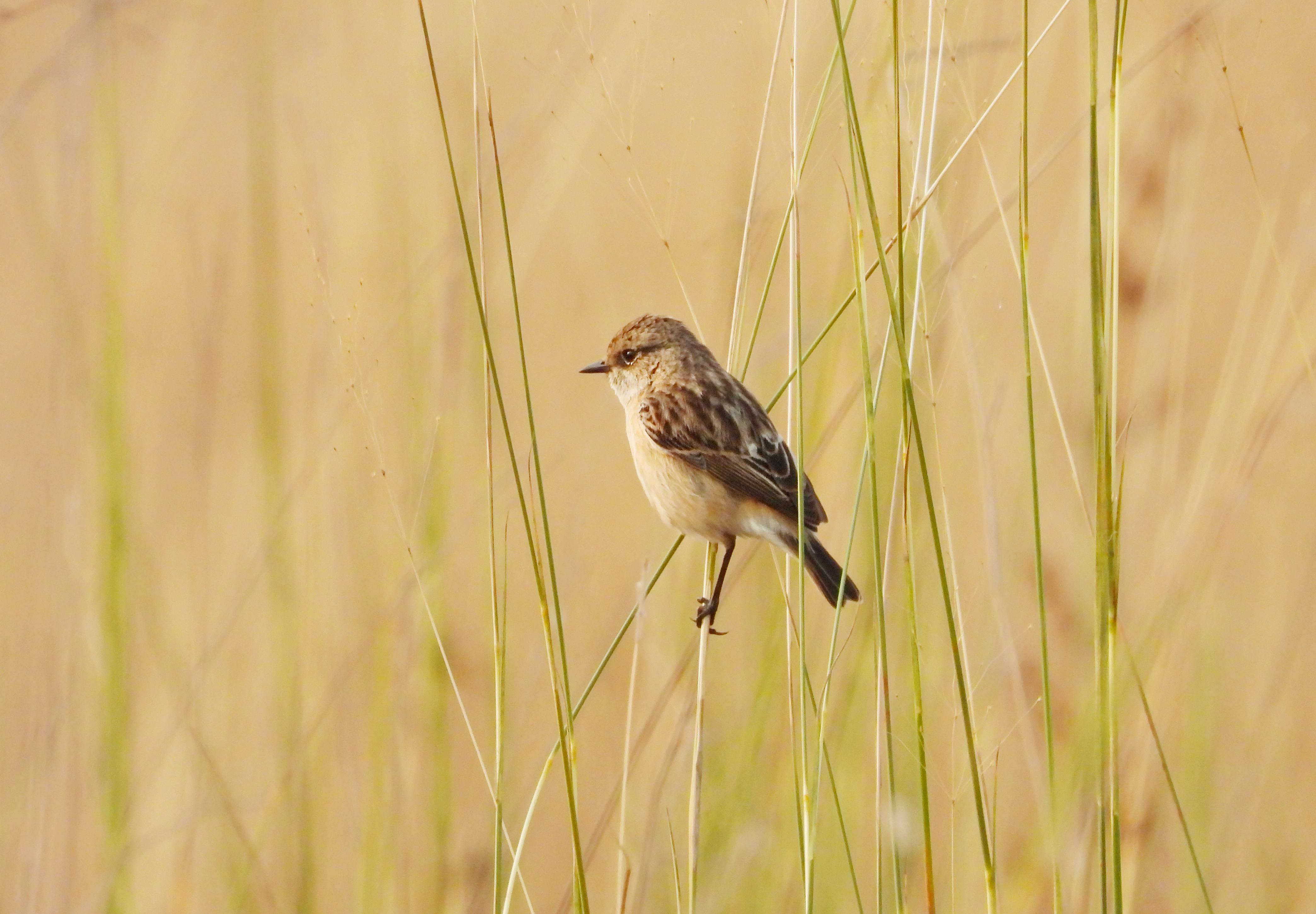 Close-up of Bird Perched on Tall Grass in Nature · Free Stock Photo