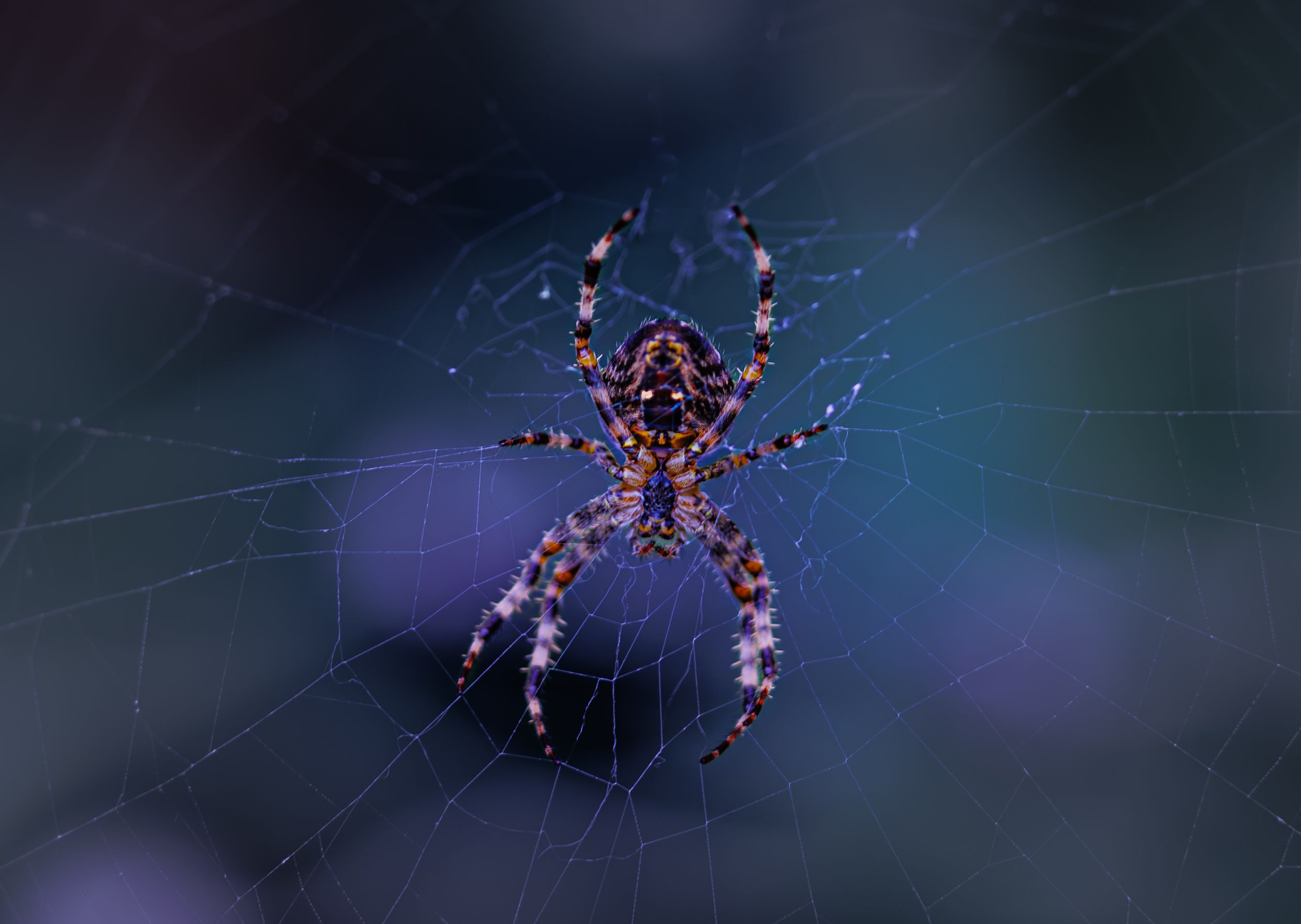 Close-Up of Spider on Intricate Web at Night · Free Stock Photo