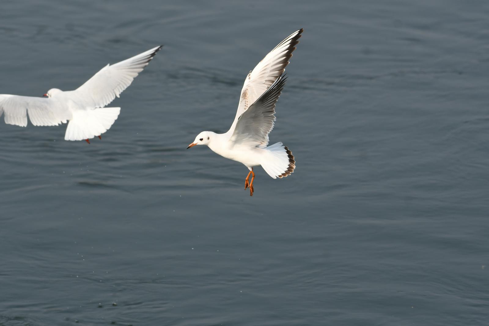Aerial Ocean Photos, Download The BEST Free Aerial Ocean Stock Photos ...