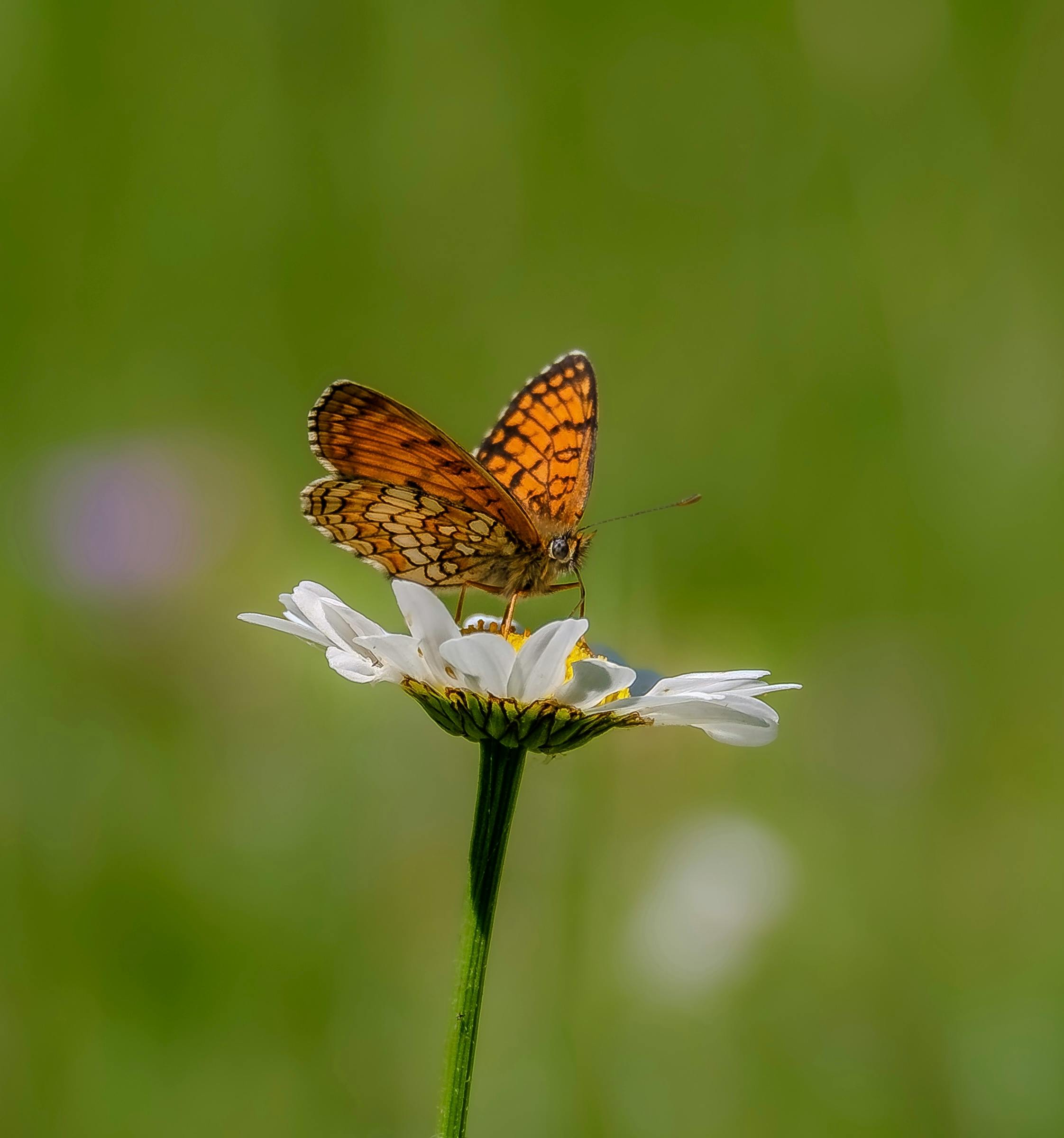 Prairie Photos, Download The BEST Free Prairie Stock Photos & HD Images