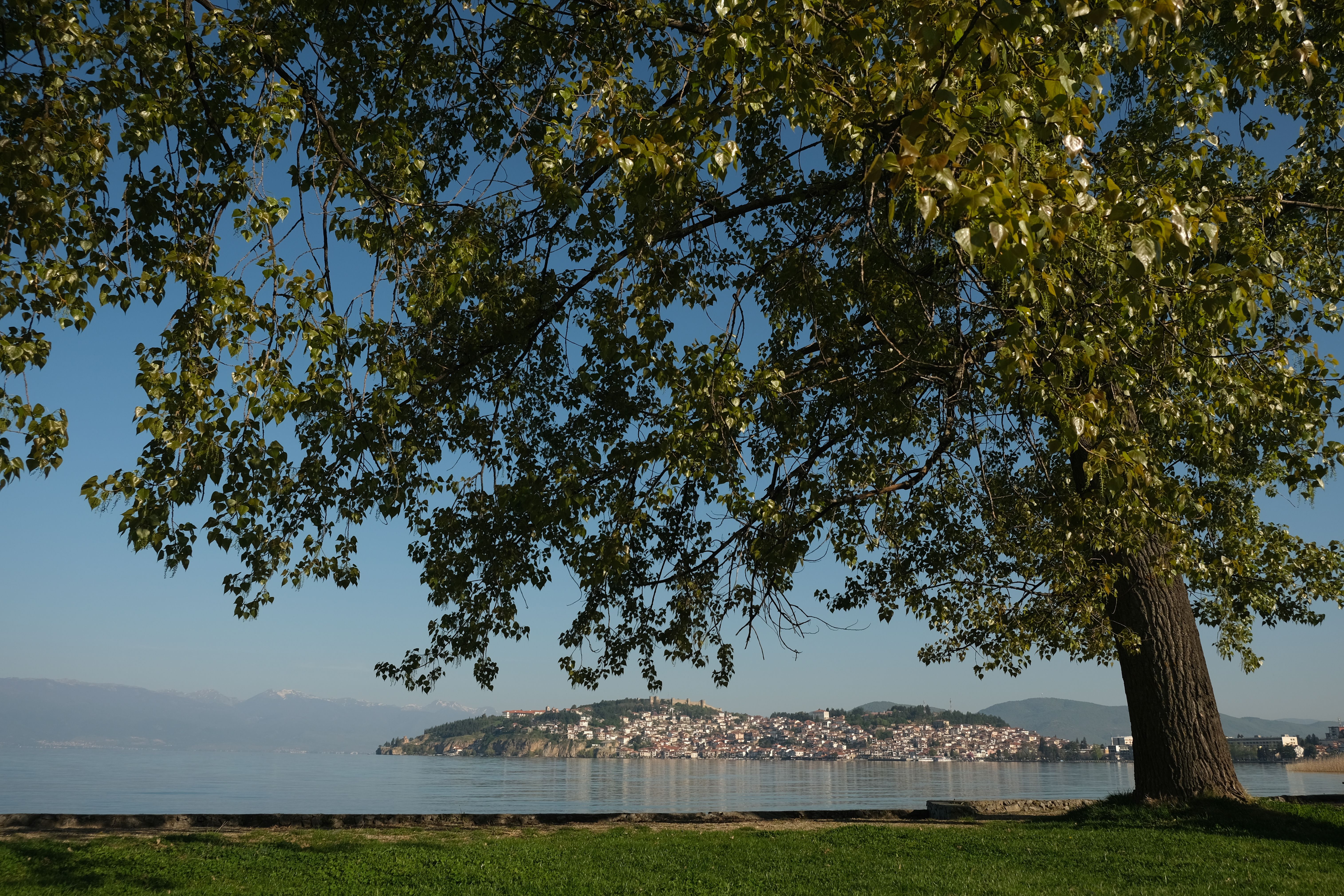 Tranquil Lakeside View with Tree and Townscape · Free Stock Photo