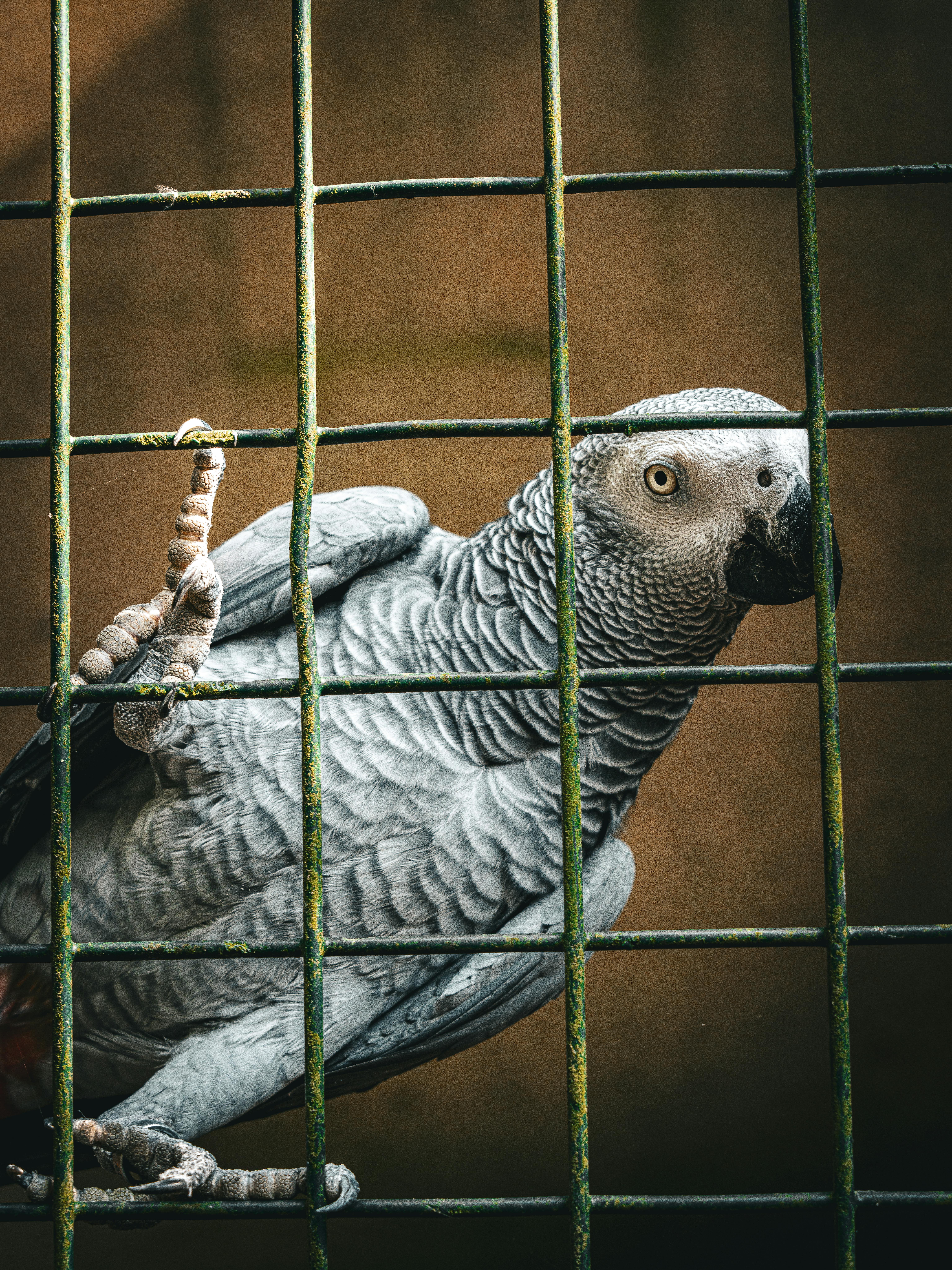 Op Trapped Photos, Download The BEST Free Op Trapped Stock Photos & HD ...