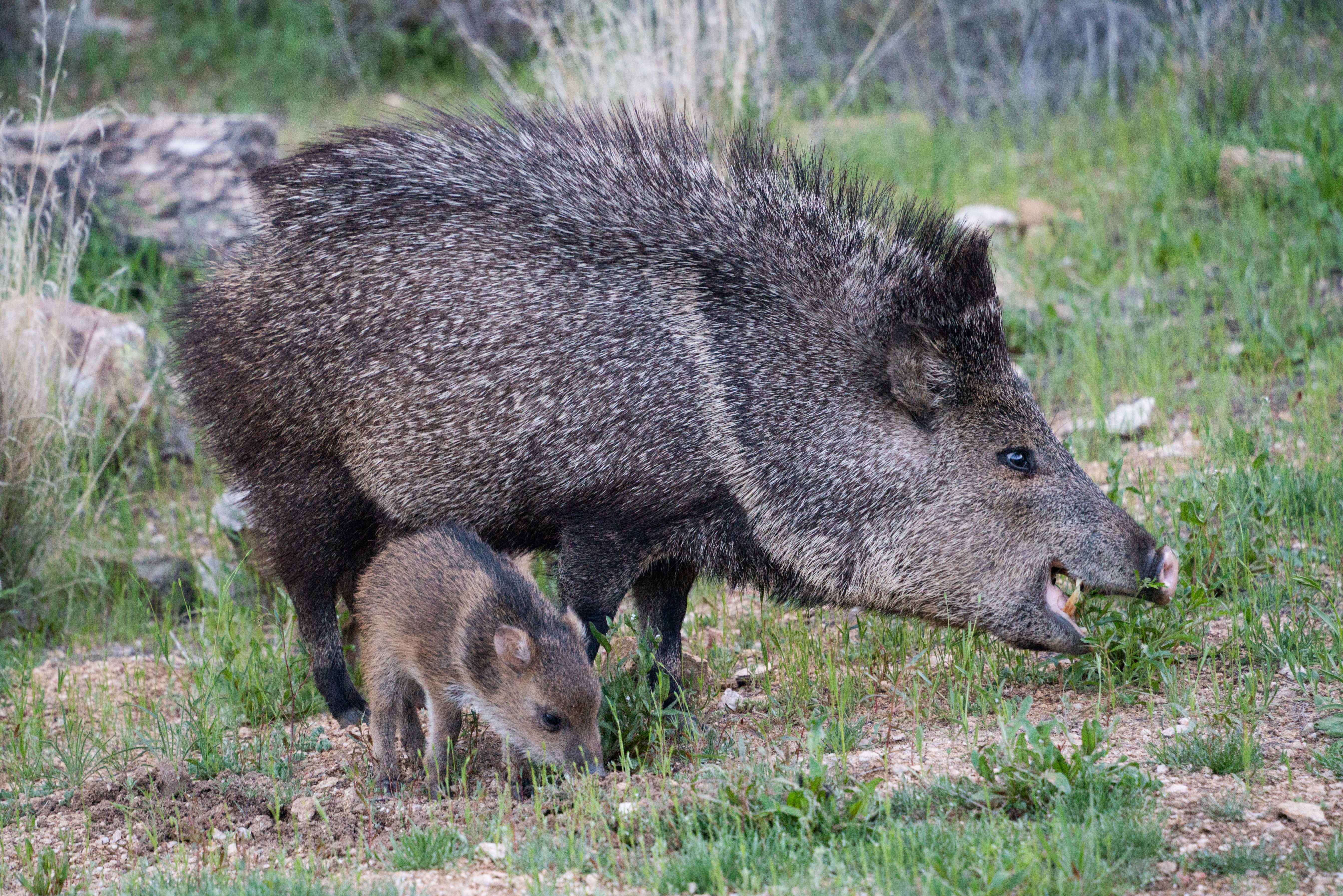 Javelinas in Tucson Wilderness Landscape · Free Stock Photo