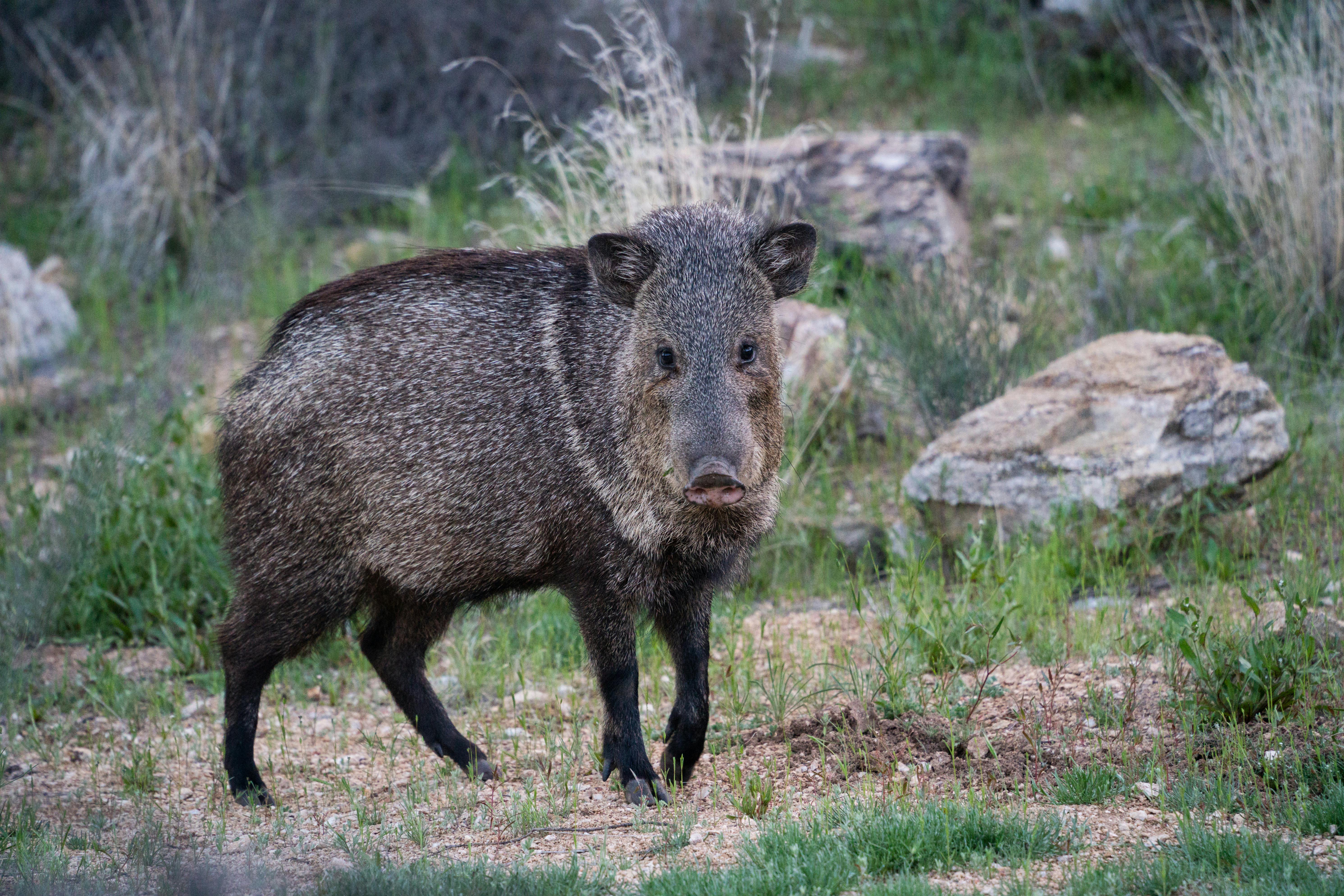 Javelina in Natural Habitat in Tucson, Arizona · Free Stock Photo