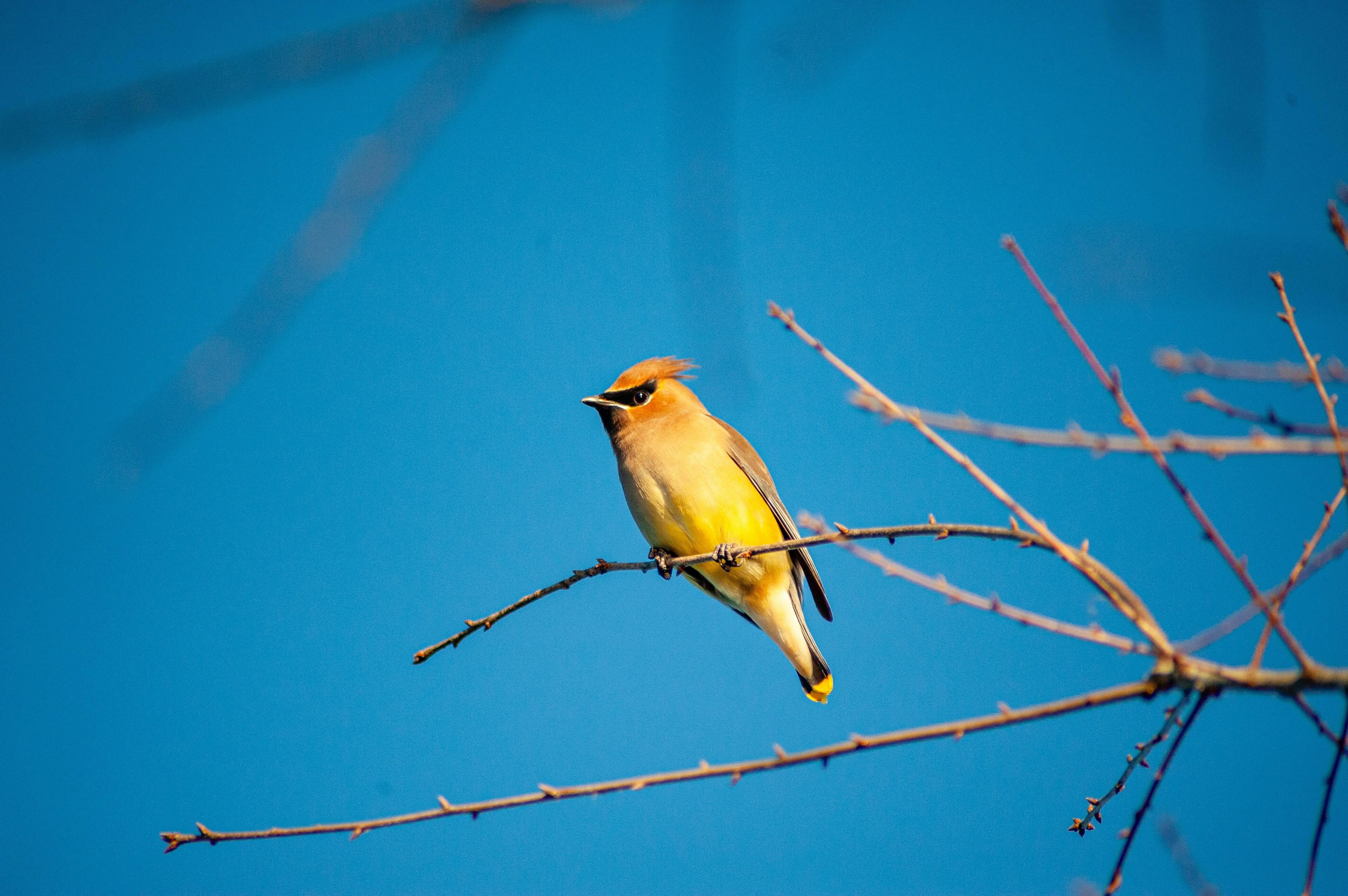 Gray Bird Perching on Tree Branch · Free Stock Photo