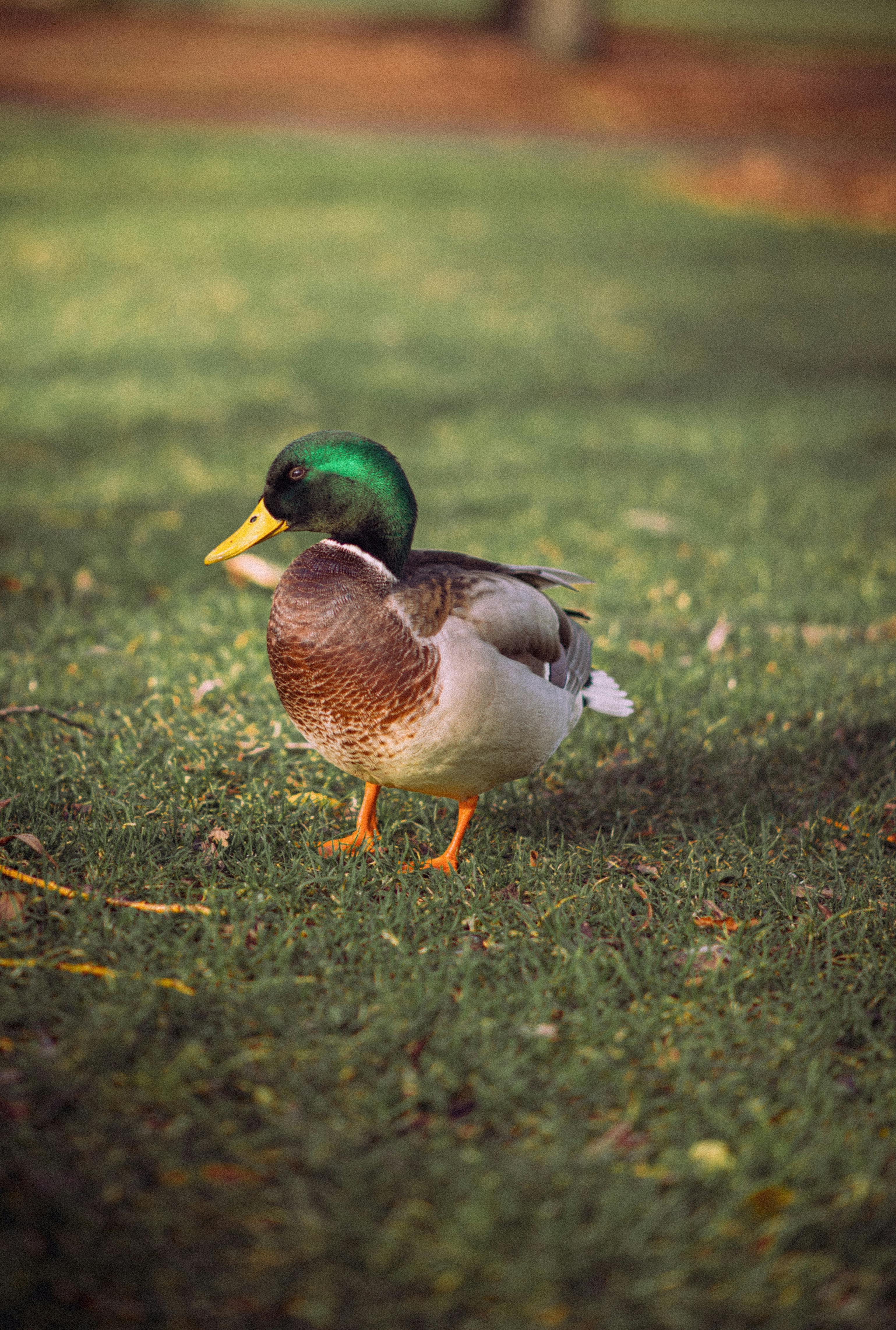 Mallard Duck Walking on Grass in Seattle Park · Free Stock Photo