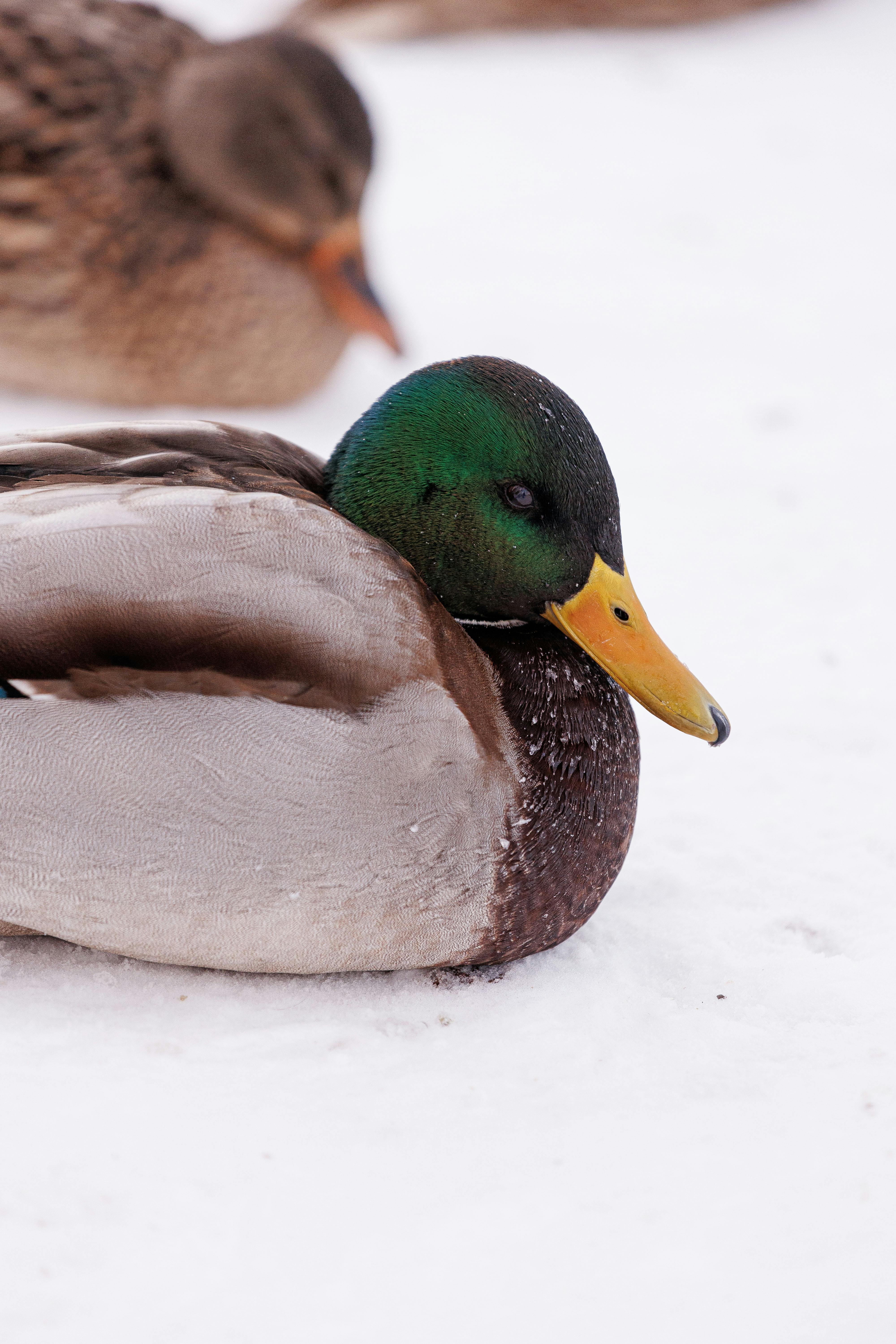 Close-Up of Mallard Duck Resting on Snowy Surface · Free Stock Photo
