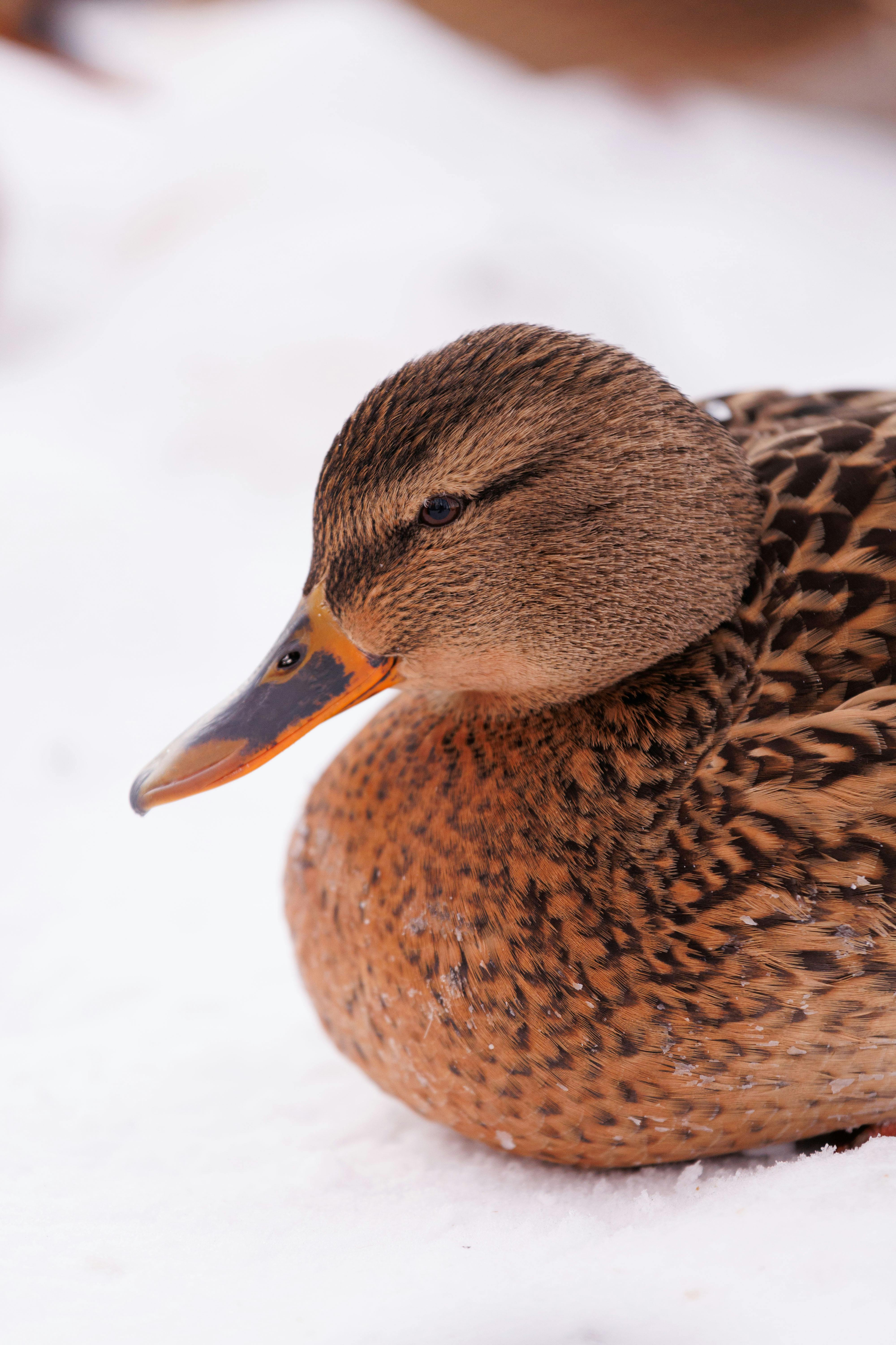 Tieng Duck Man Trans Photos, Download The BEST Free Tieng Duck Man ...