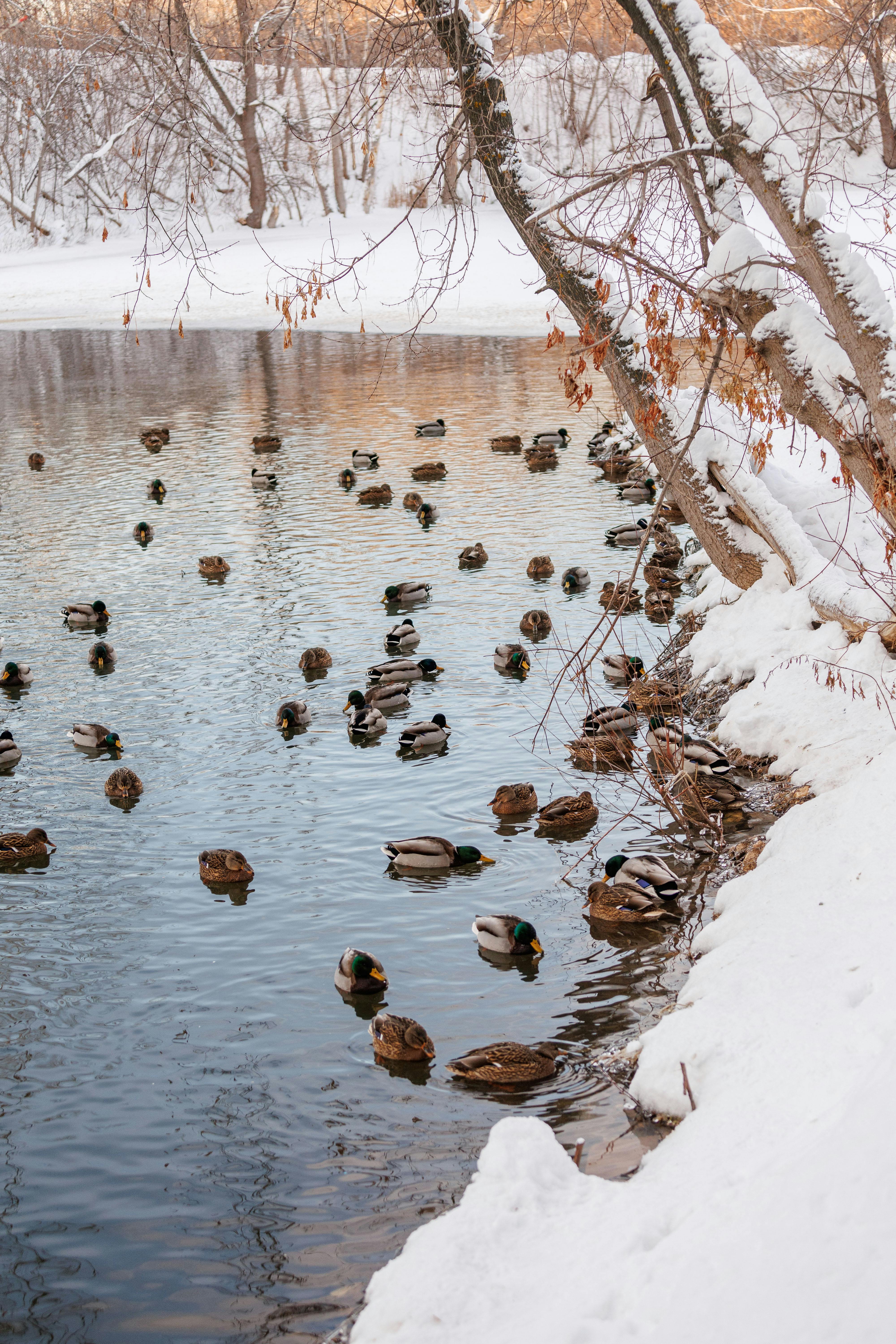 Winter Ducks on a Snowy Riverbank · Free Stock Photo