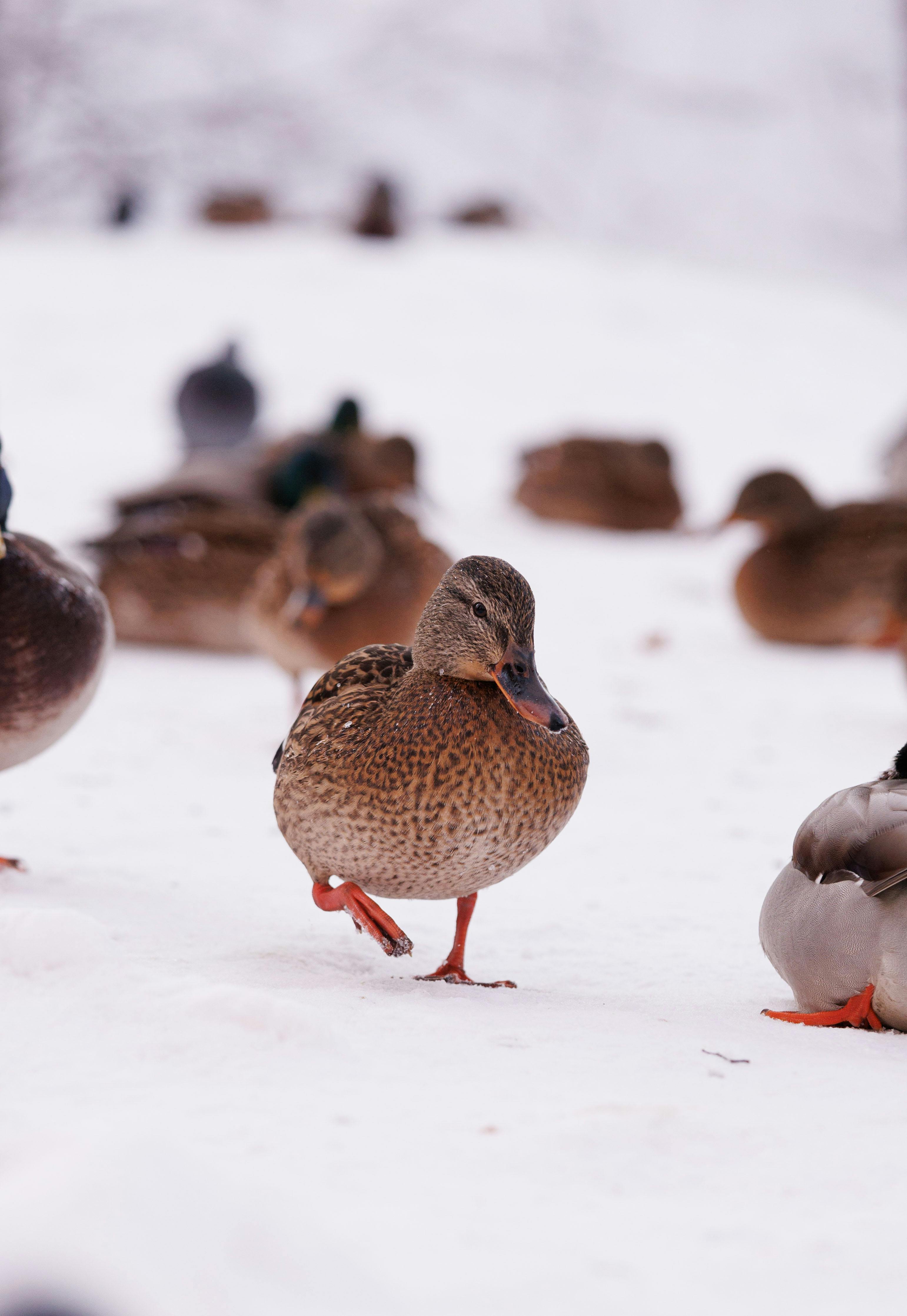 Flock of Ducks in Snowy Winter Landscape · Free Stock Photo