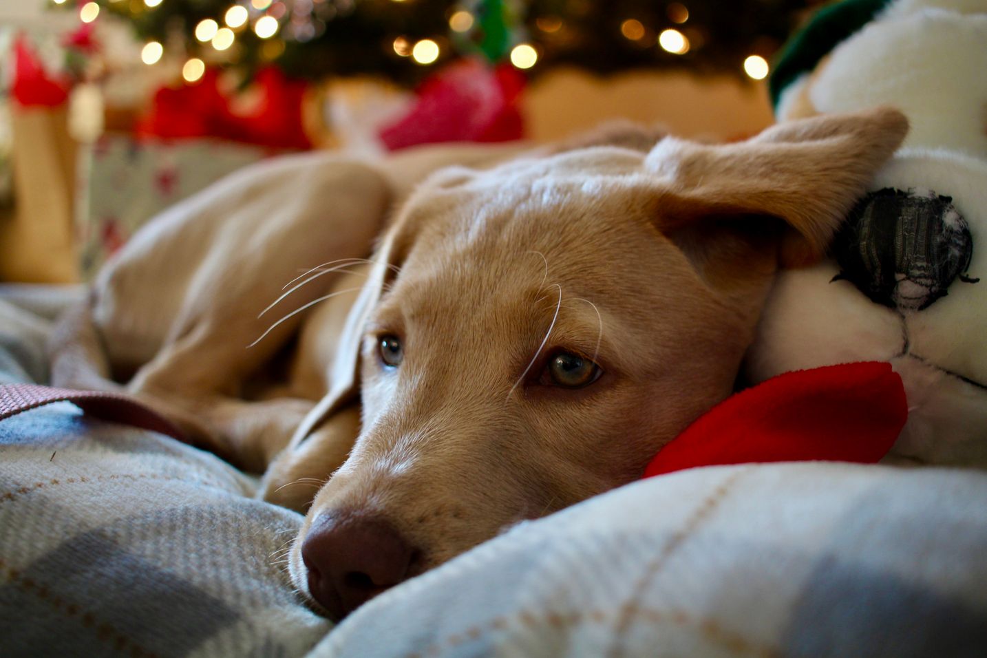 All About Grey Lab Dogs: Facts, Traits, and Care Tips