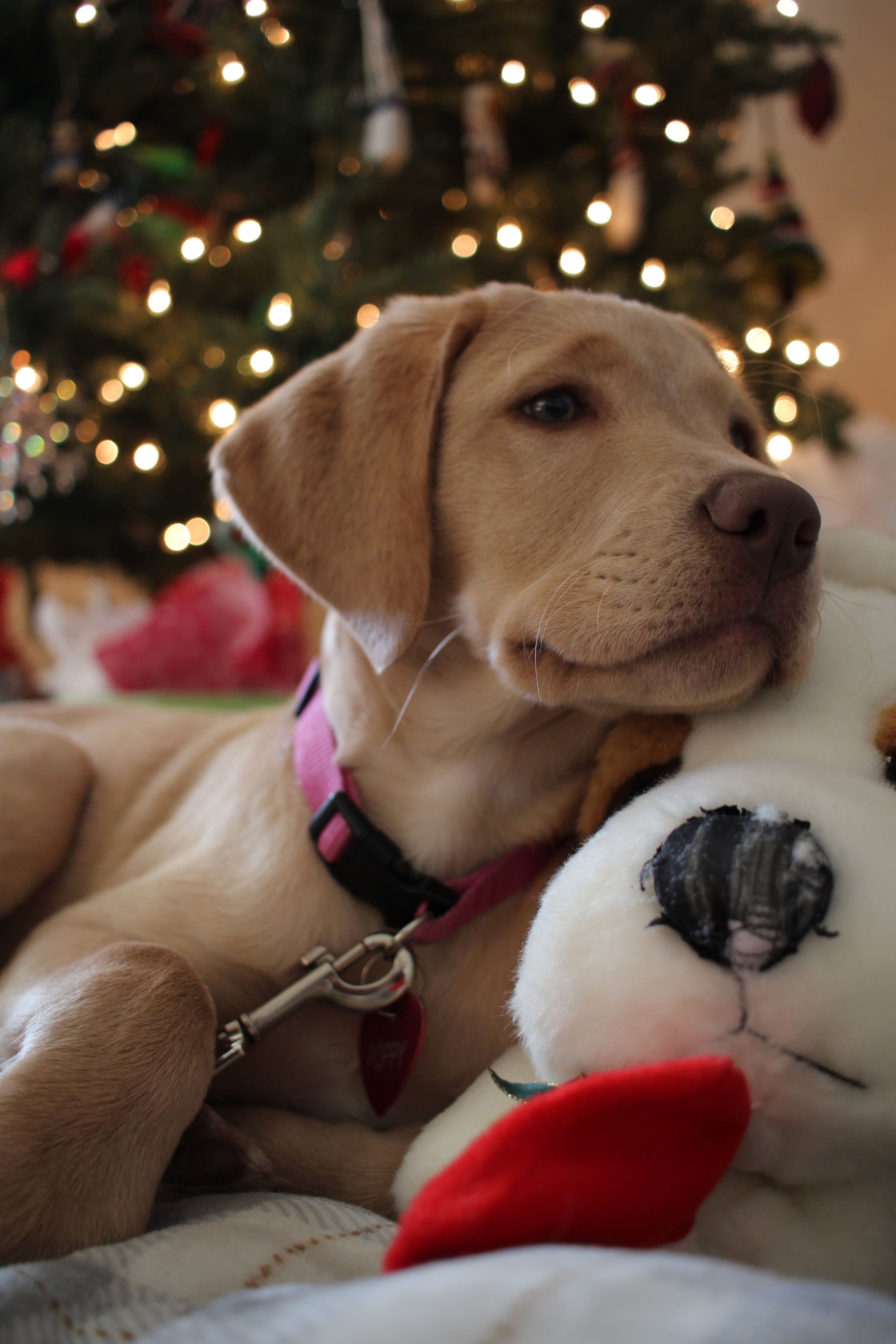 Adorable Labrador Puppy by Christmas Tree · Free Stock Photo