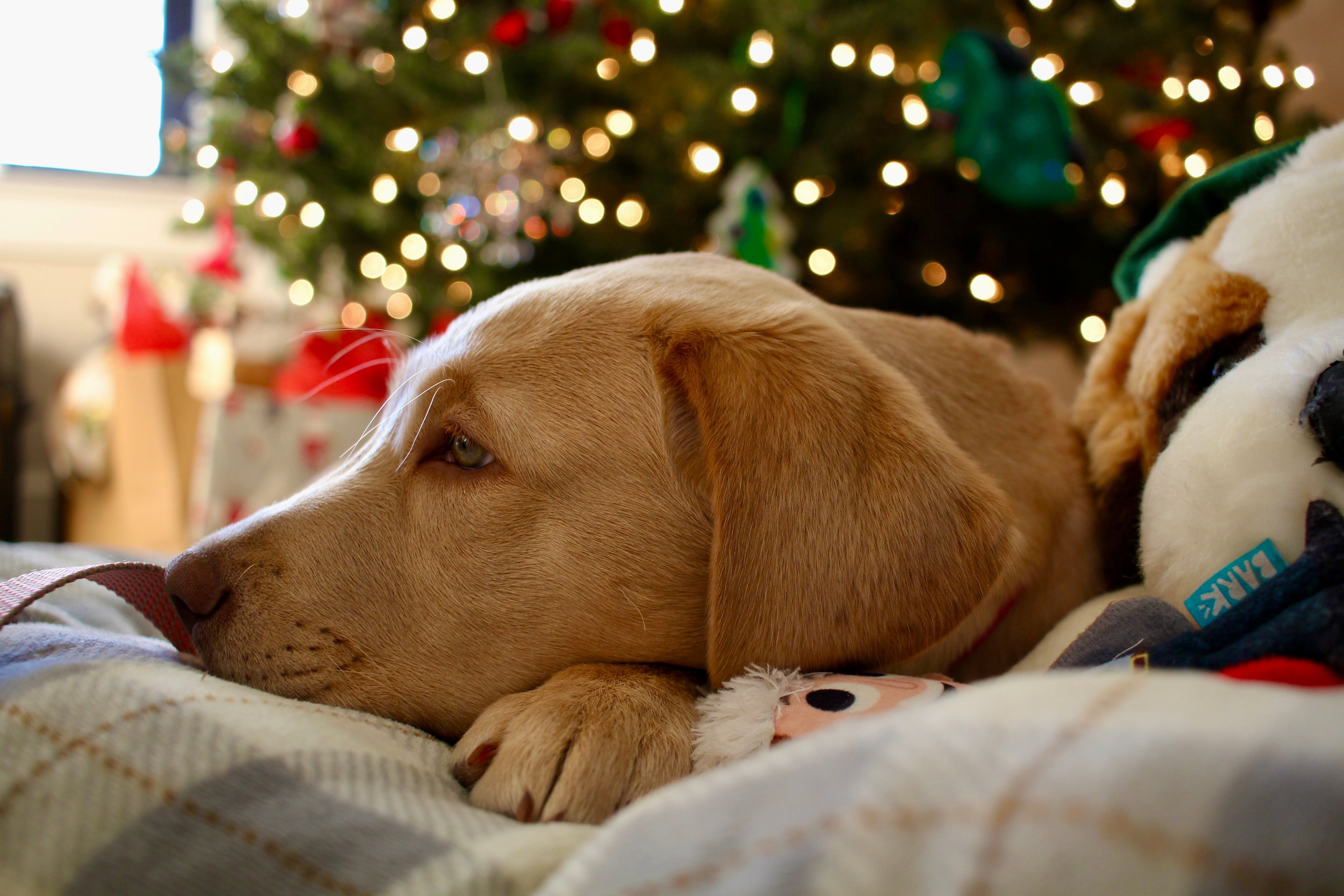 Labrador Retriever Dog Relaxing by Christmas Tree · Free Stock Photo