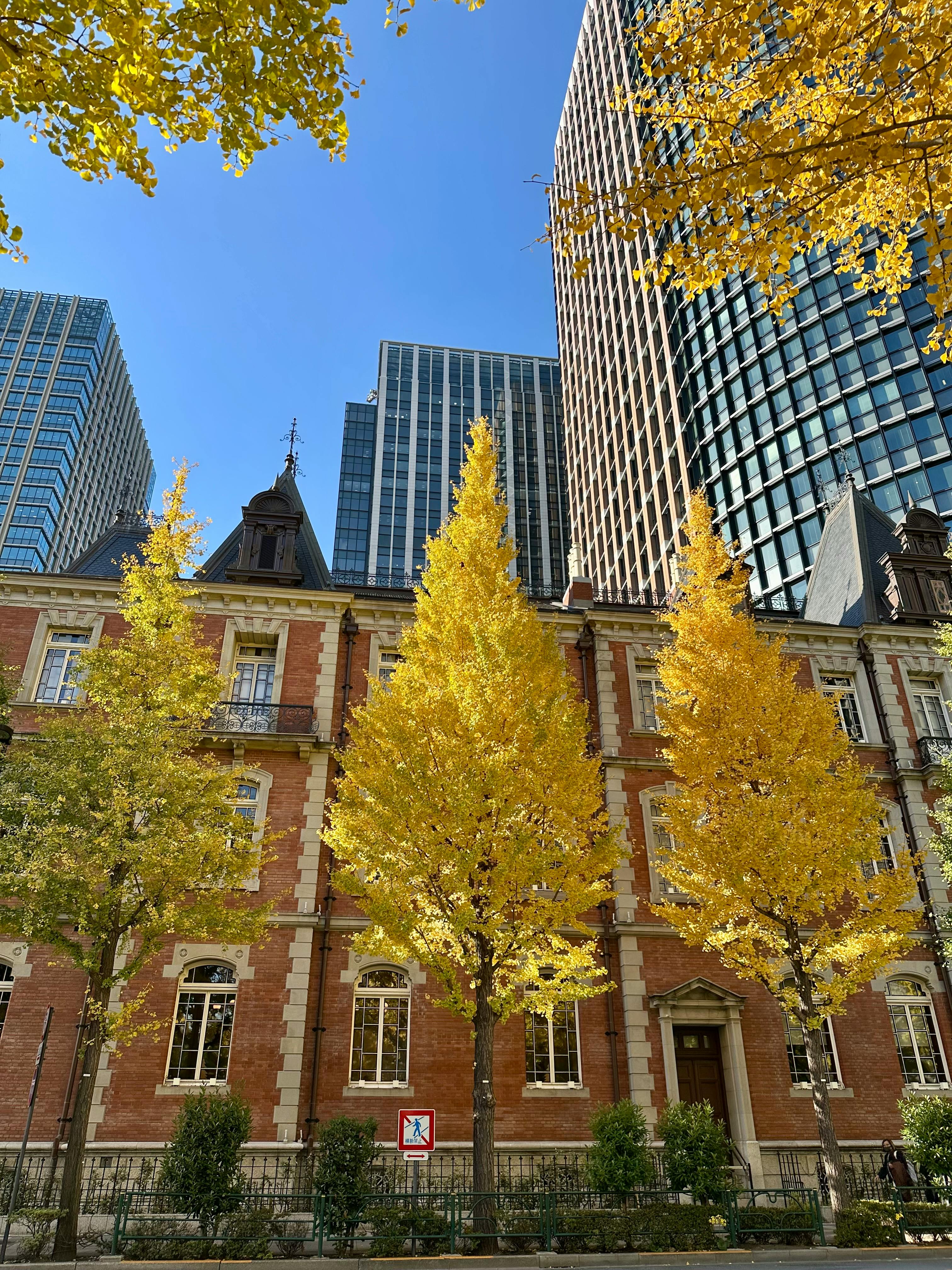 Pemandangan Cakrawala Musim Gugur Dengan Bangunan Bersejarah Dan Pohon Gingko · Foto Stok Gratis