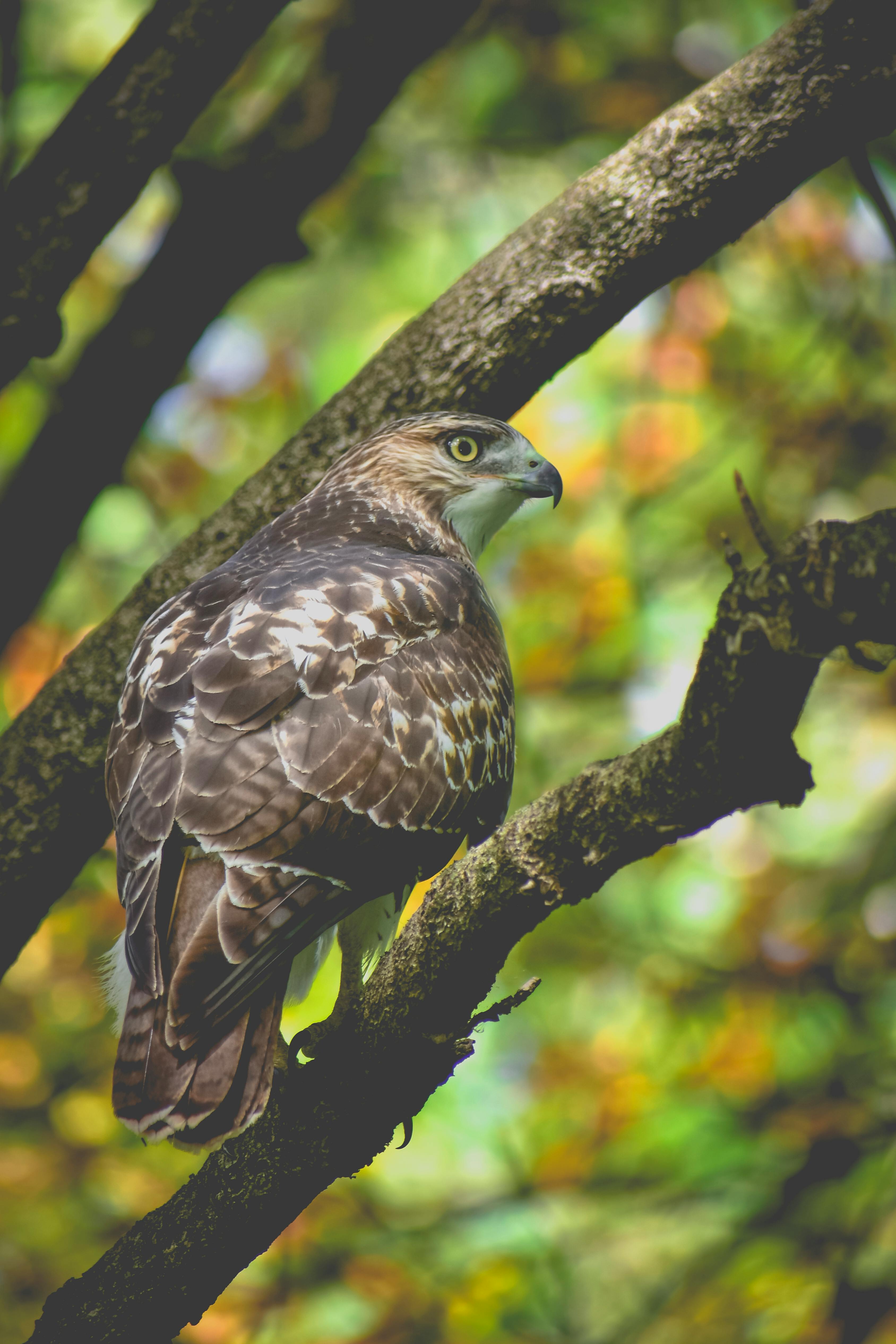 Brown Falcon on Tree · Free Stock Photo