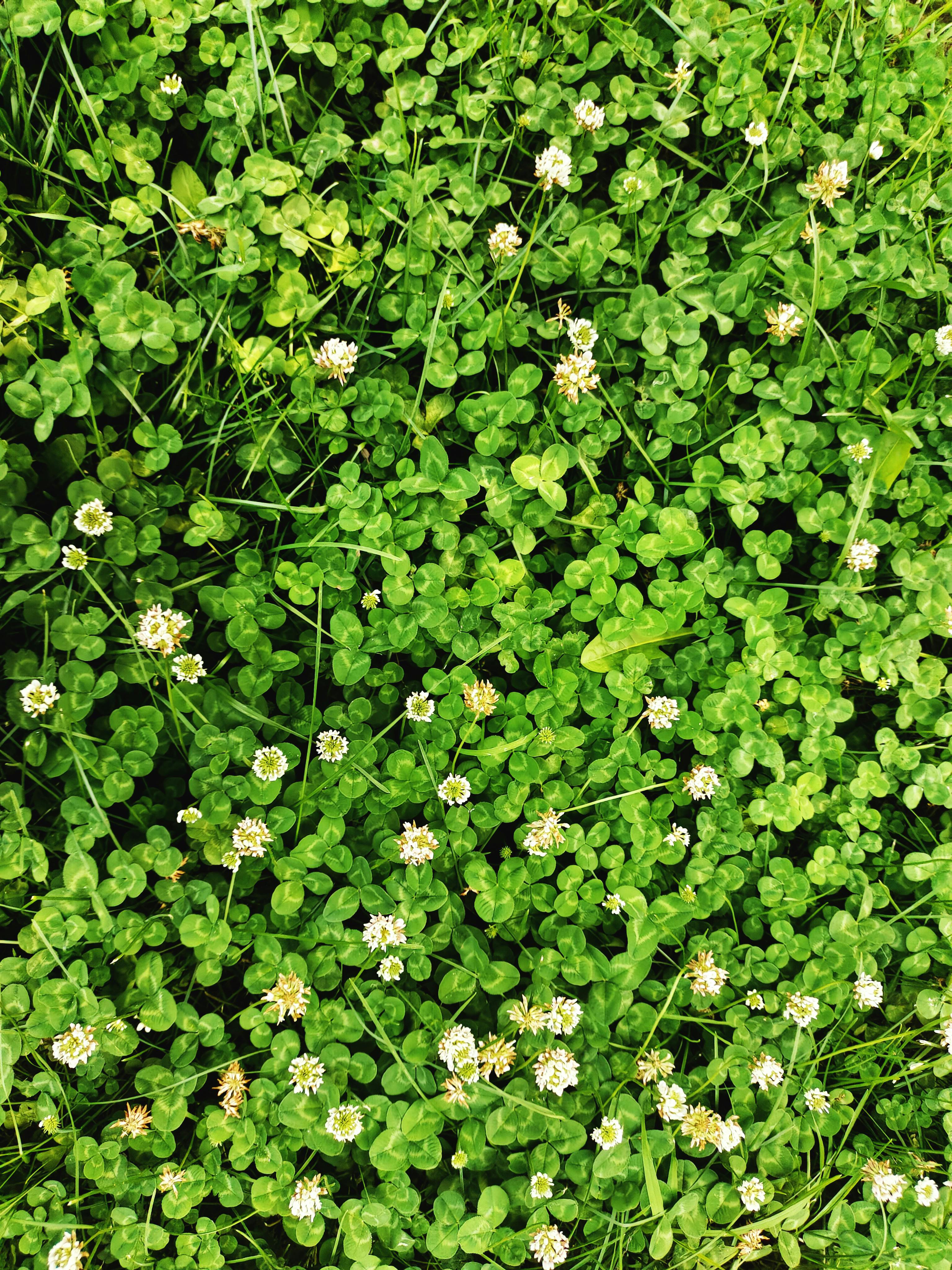Lush Green Clover Field with White Flowers · Free Stock Photo
