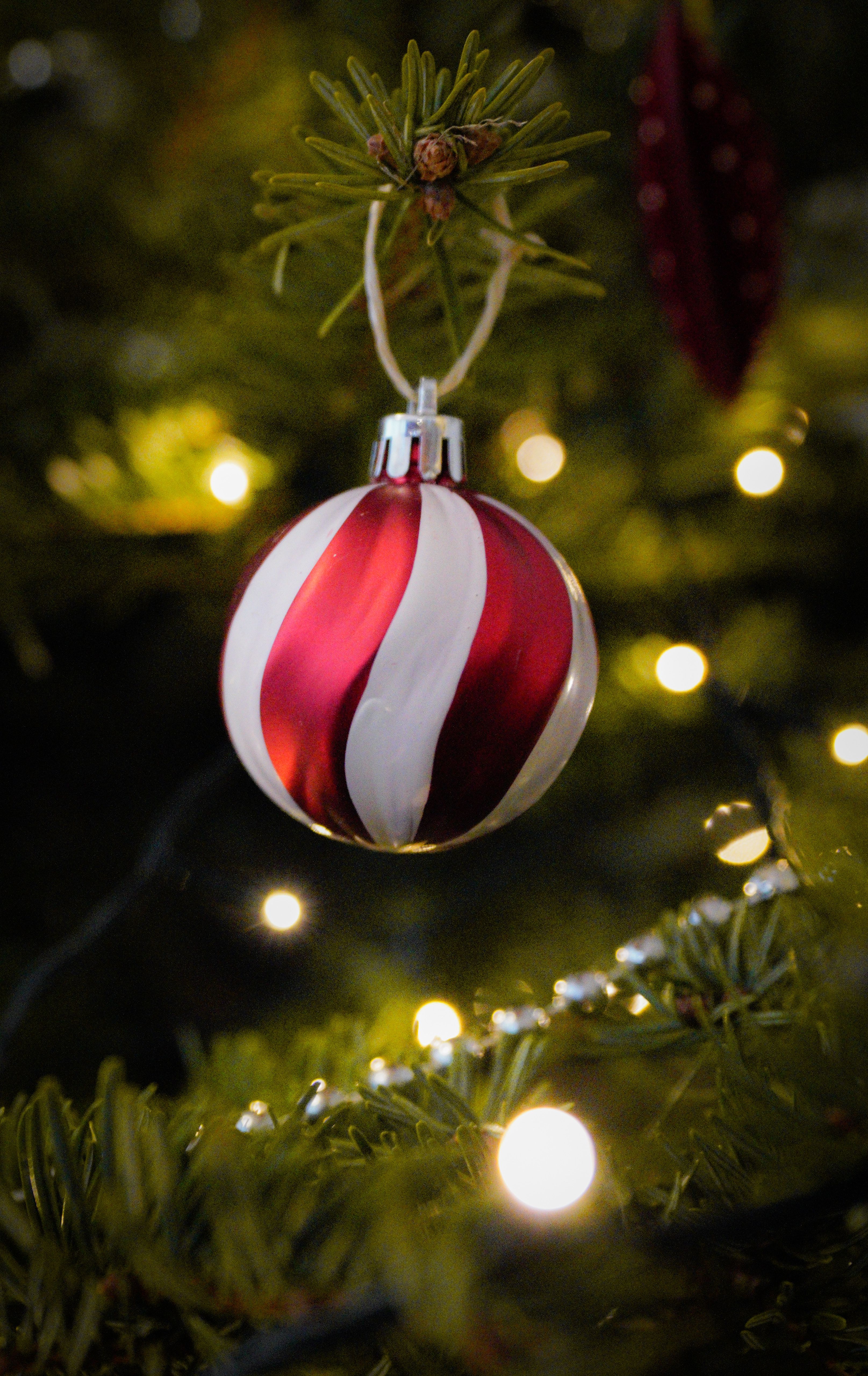 Festive Christmas Ornament on Tree · Free Stock Photo