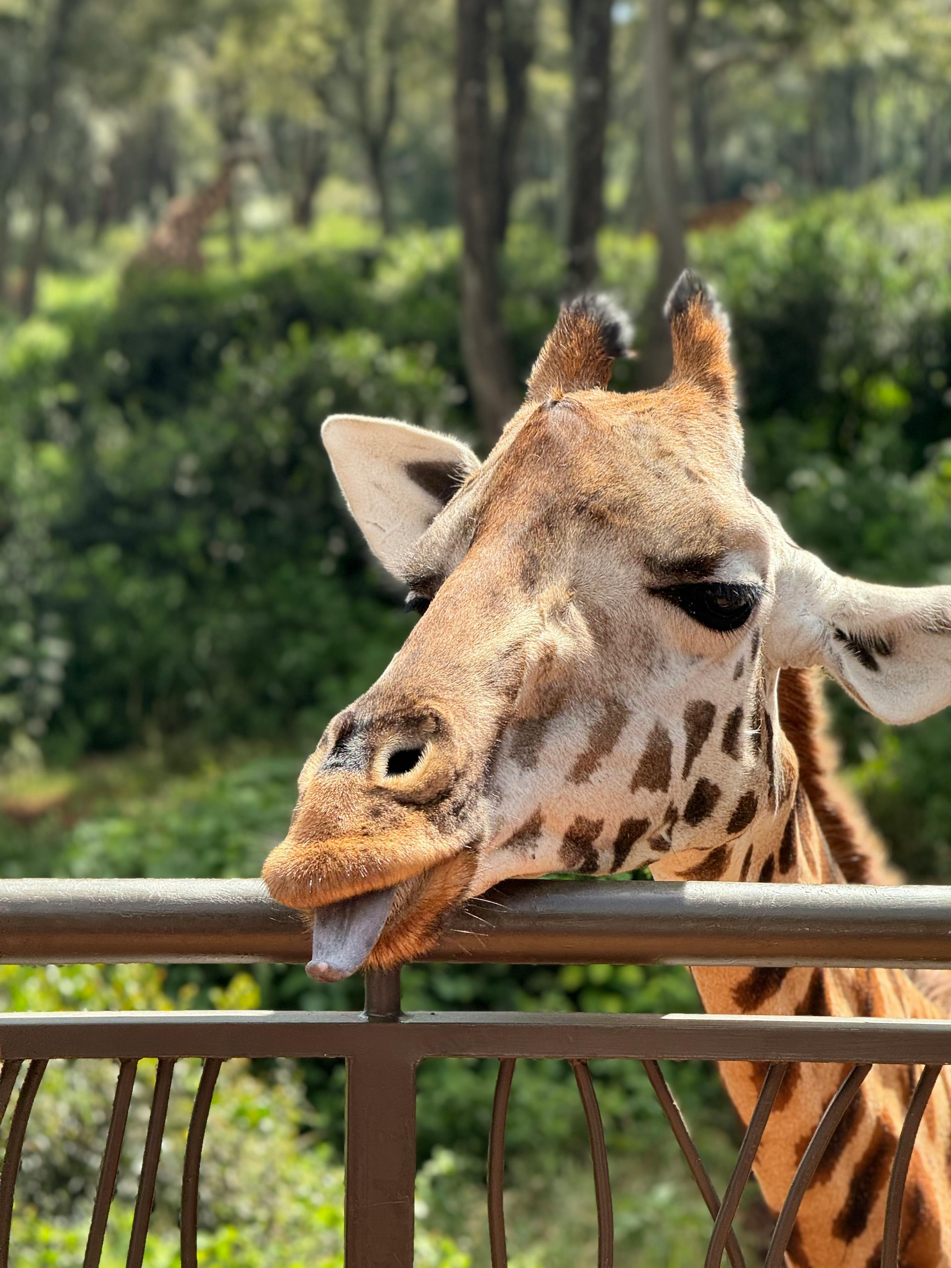 Funny Ha Ha Photos, Download The BEST Free Funny Ha Ha Stock Photos ...